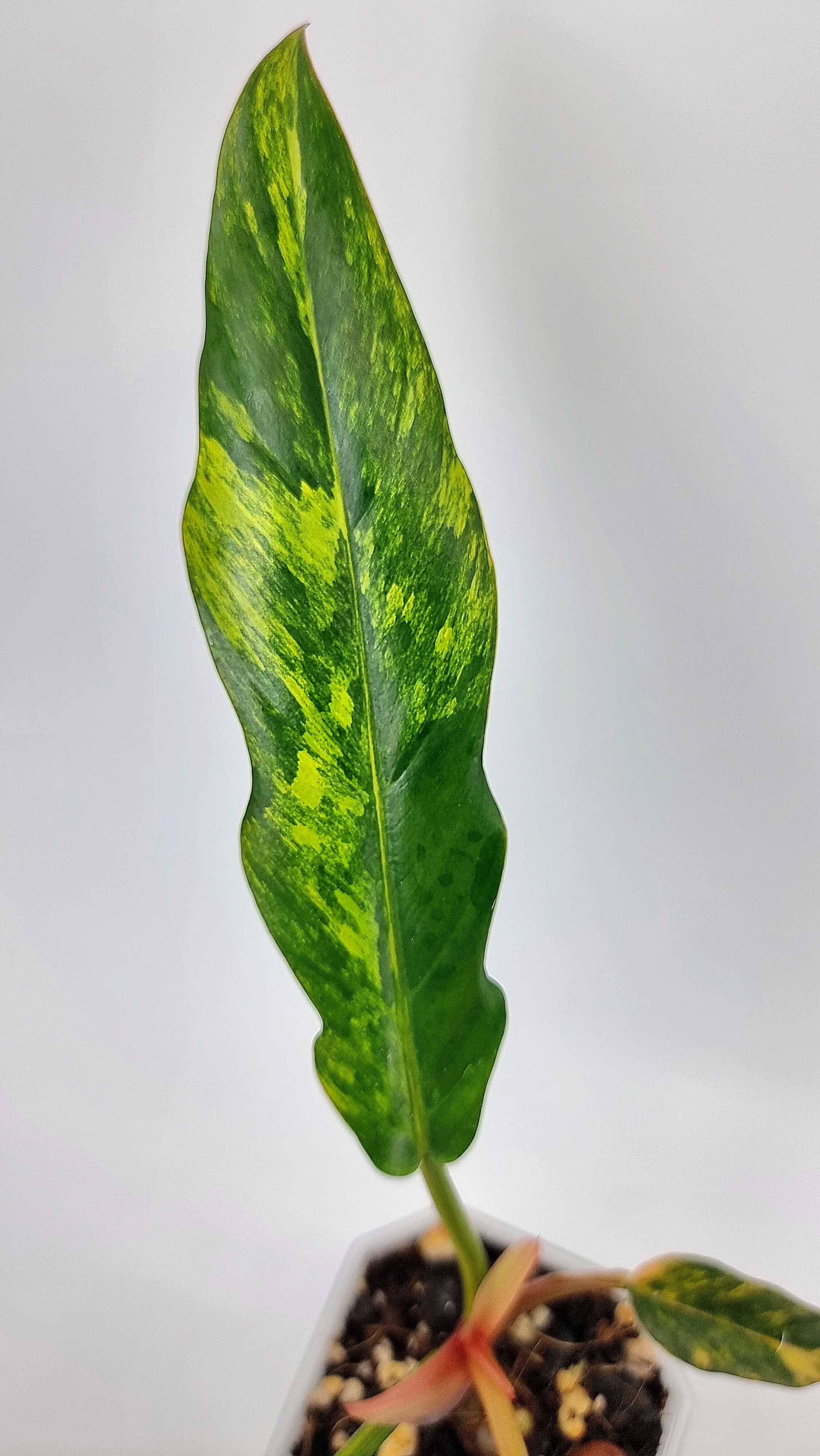 Super rare Philodendron Caramel Marble. — The Leaf Gallery