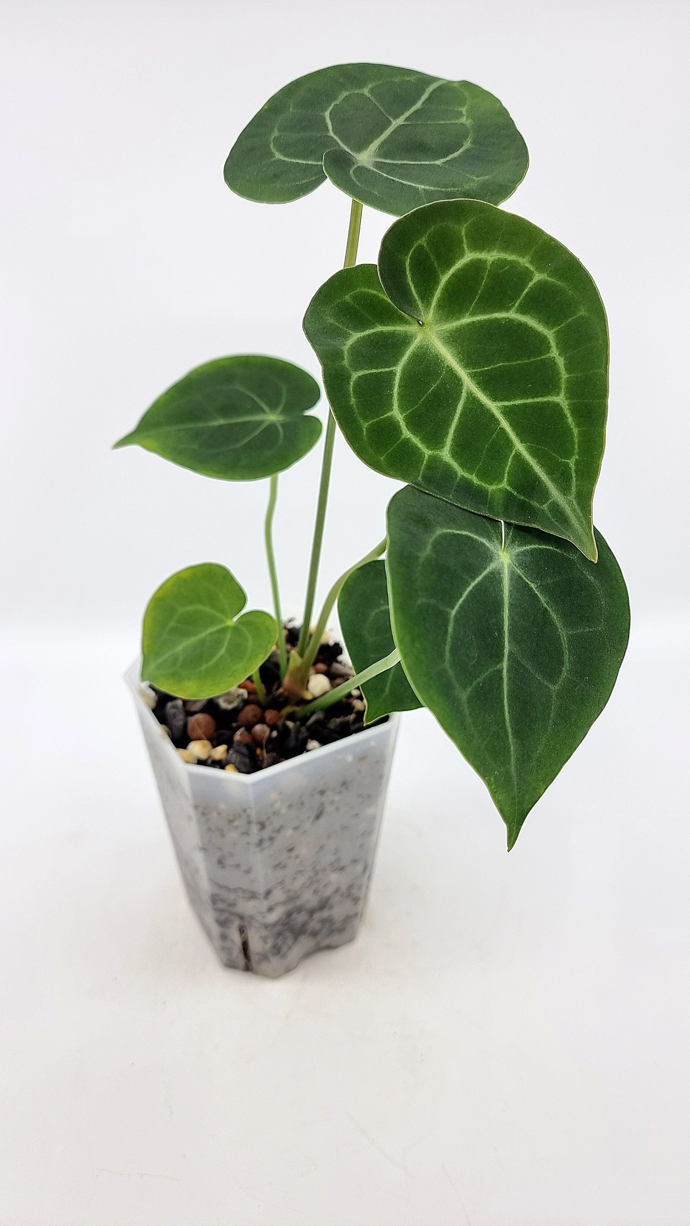 Anthurium King of Clarinervium (Clarinervium Hybrid aka Clarinervium ...