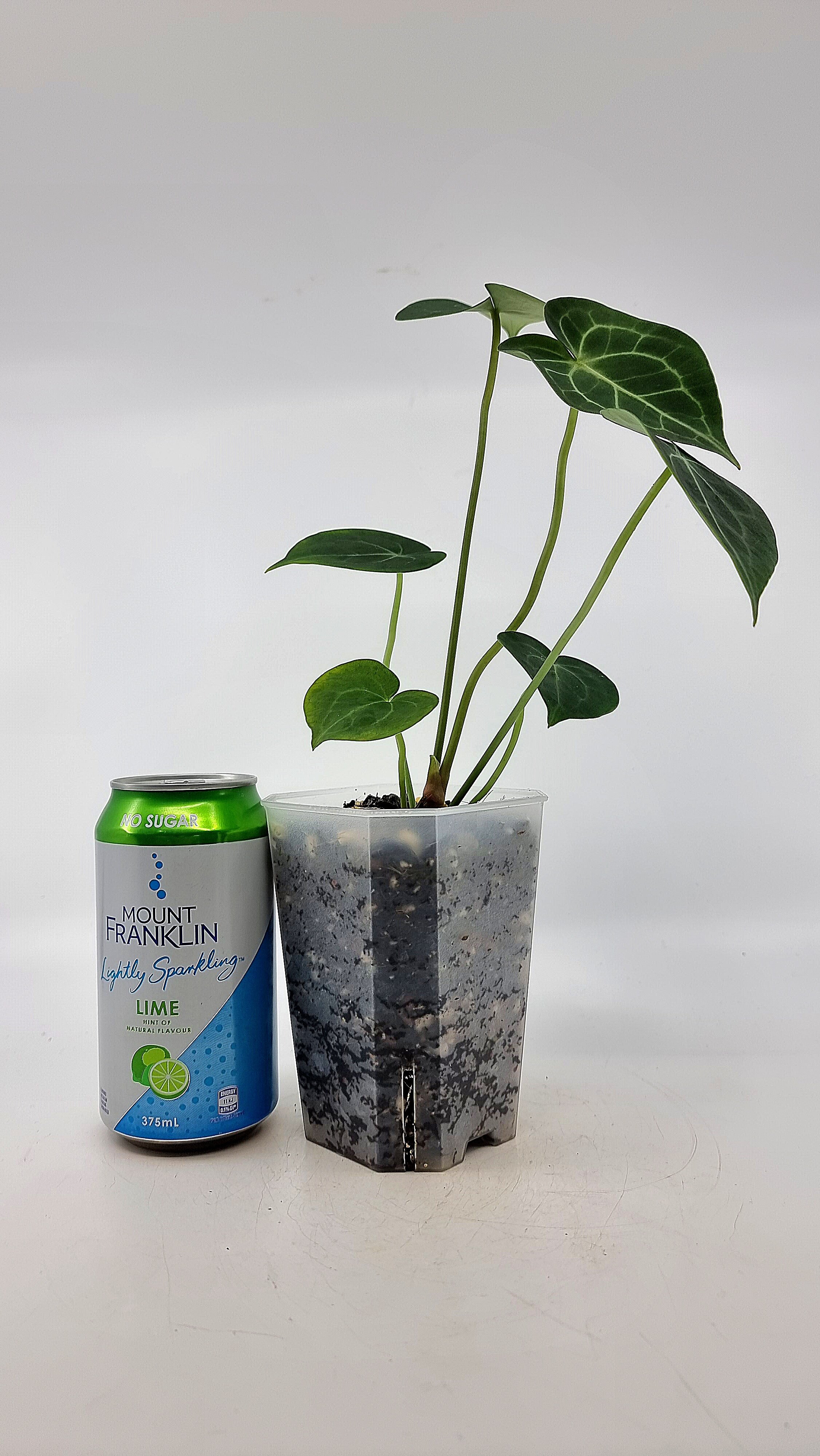 Anthurium King of Clarinervium (Clarinervium Hybrid aka Clarinervium ...