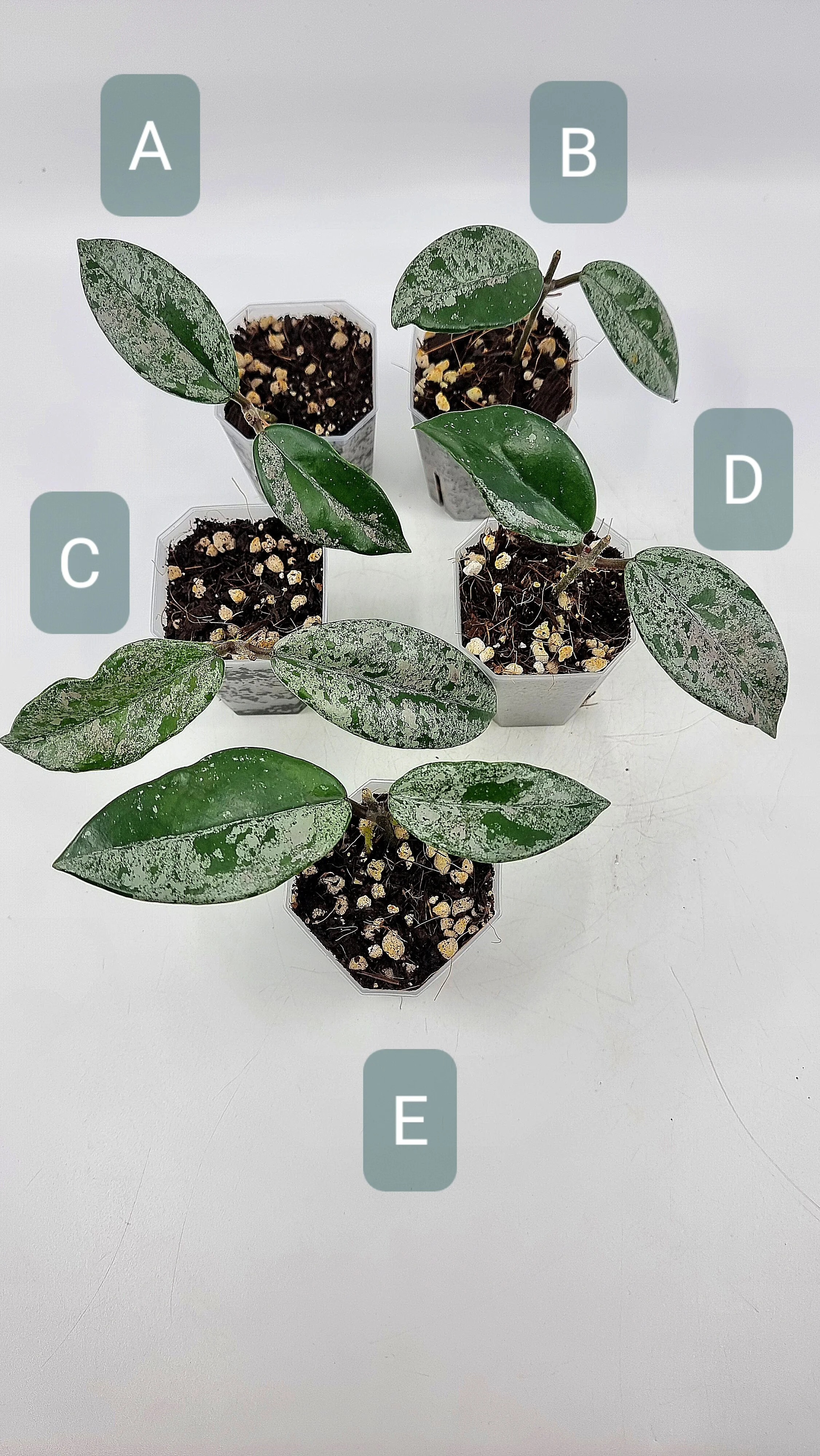 Hoya Wilbur Graves — The Leaf Gallery