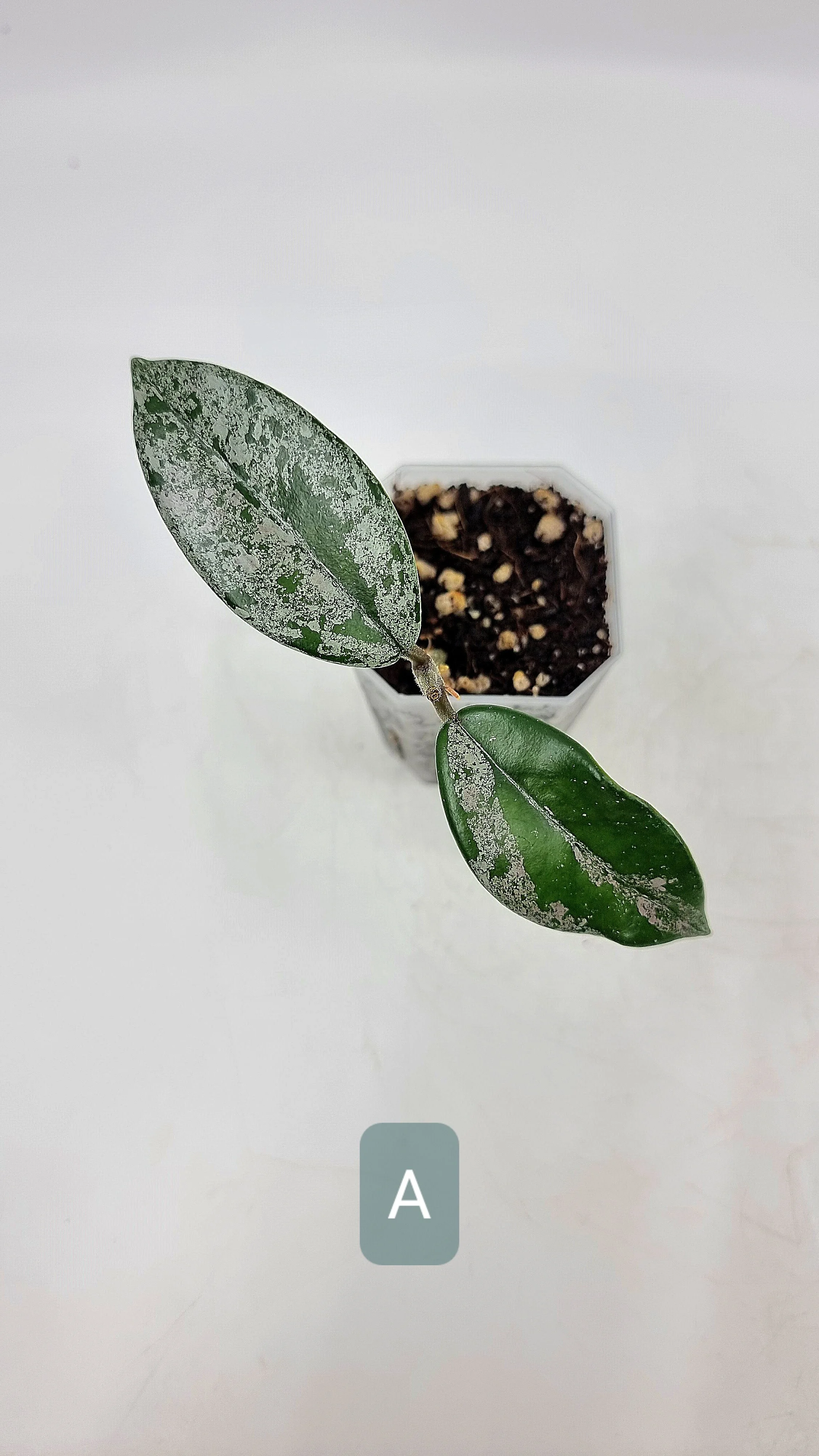 Hoya Wilbur Graves — The Leaf Gallery