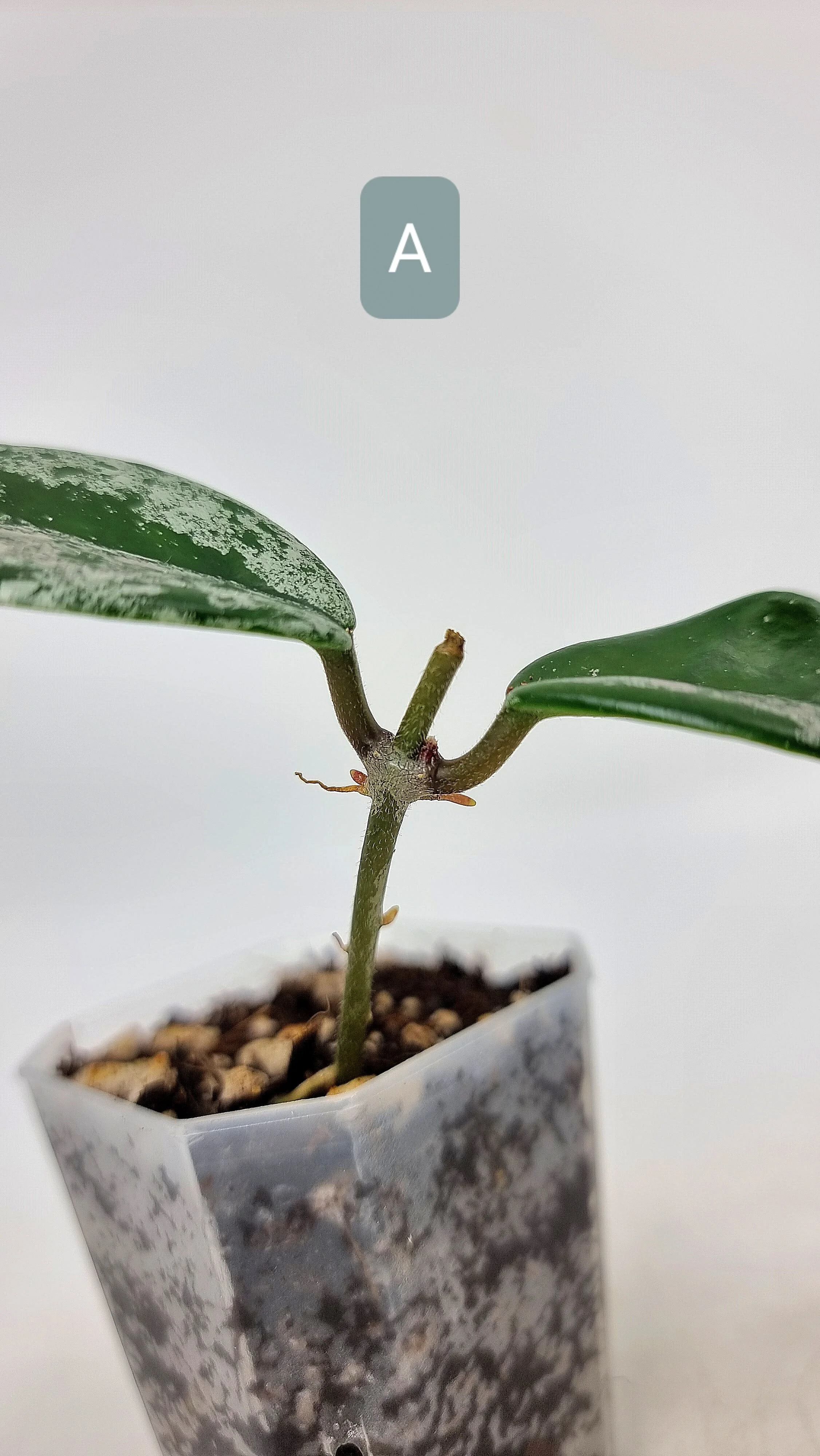 Hoya Wilbur Graves — The Leaf Gallery