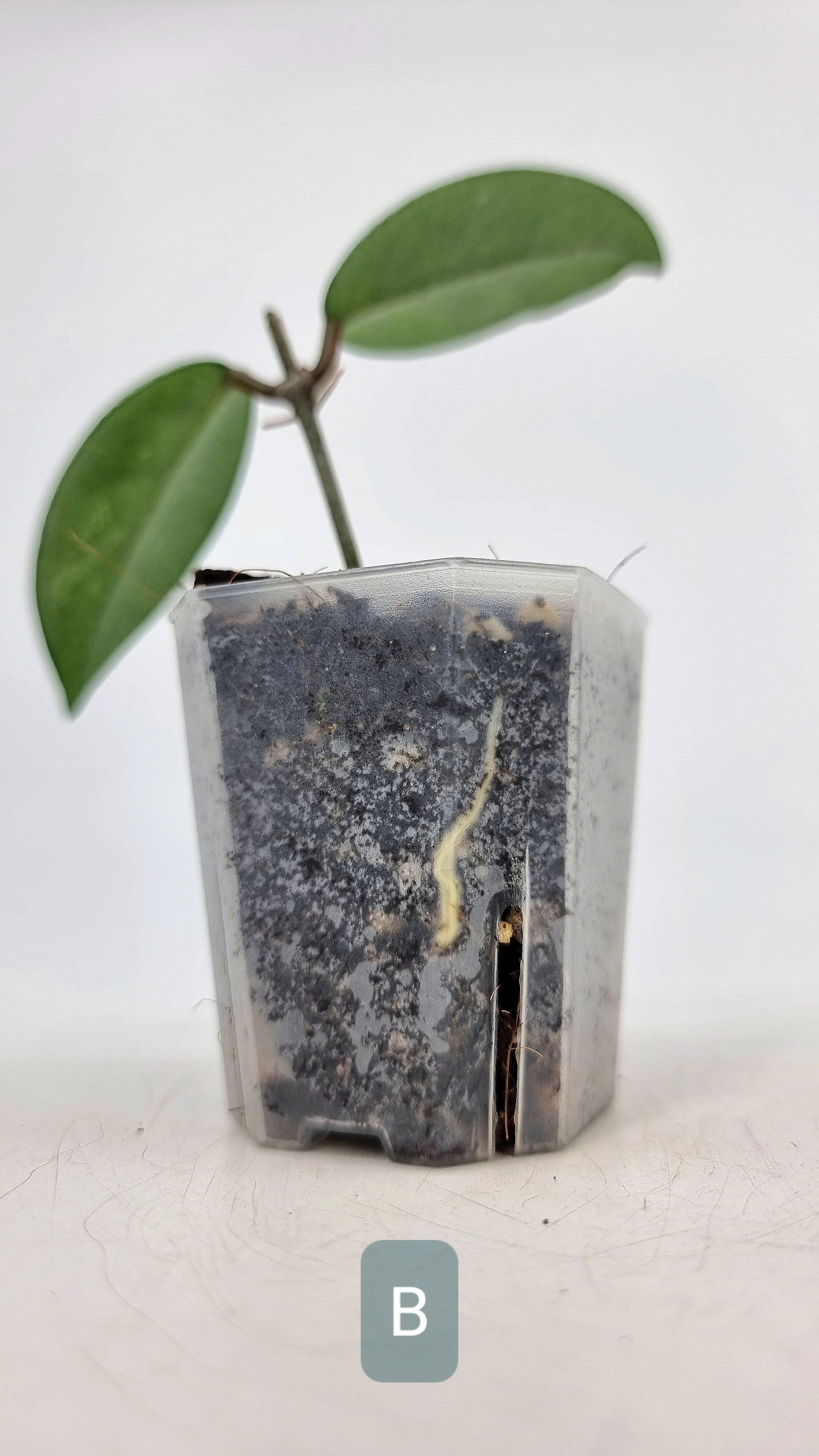 Hoya Wilbur Graves — The Leaf Gallery