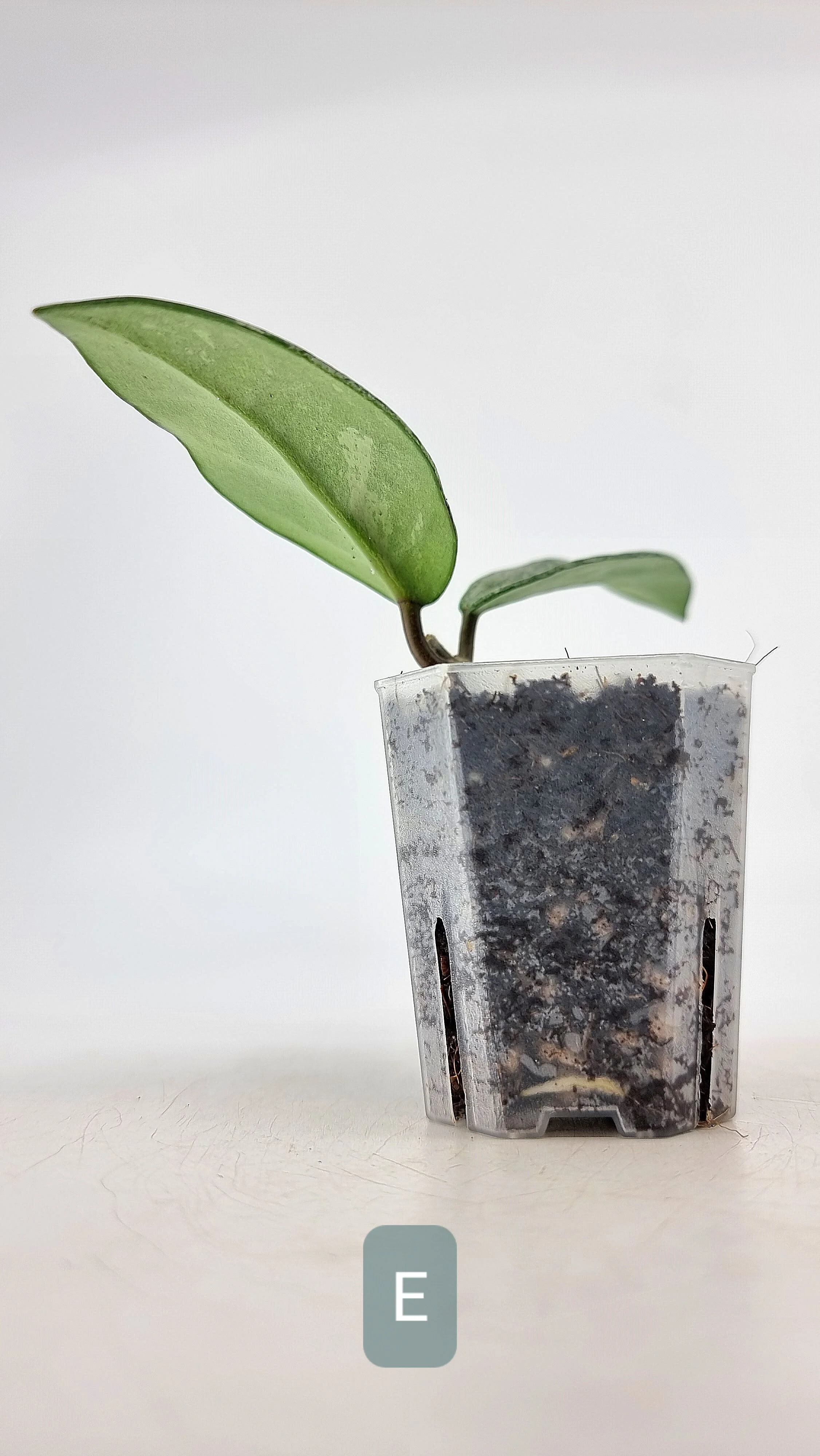 Hoya Wilbur Graves — The Leaf Gallery