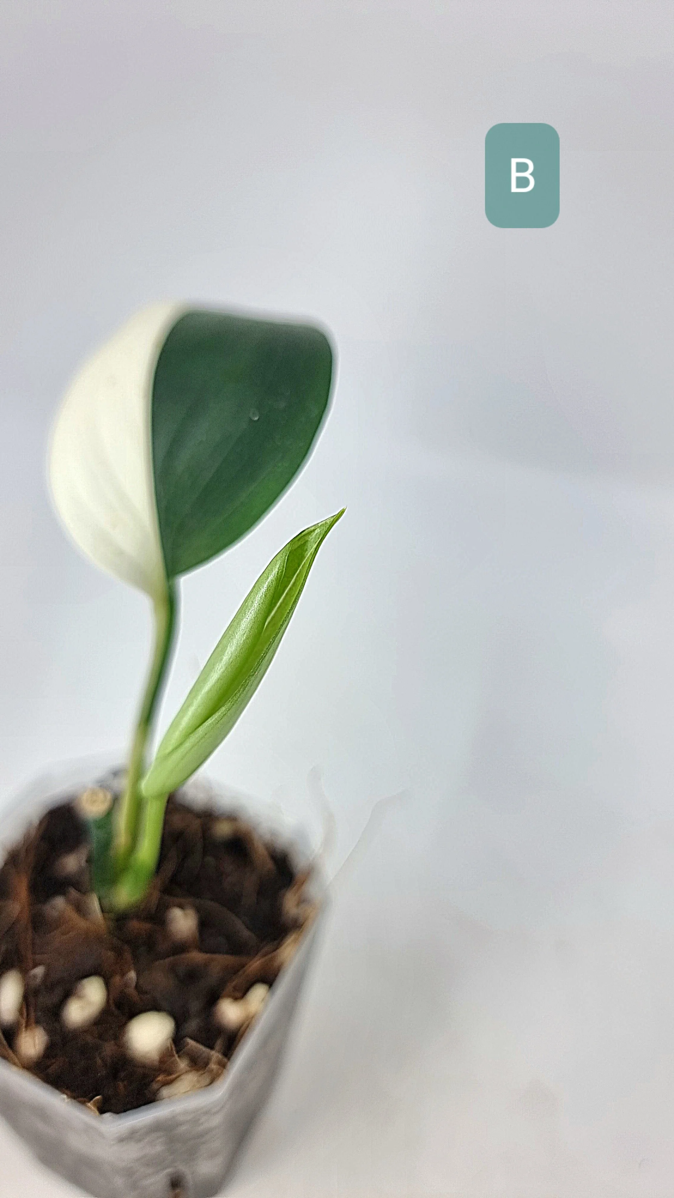Scindapsus Blue Albo Varigated — The Leaf Gallery