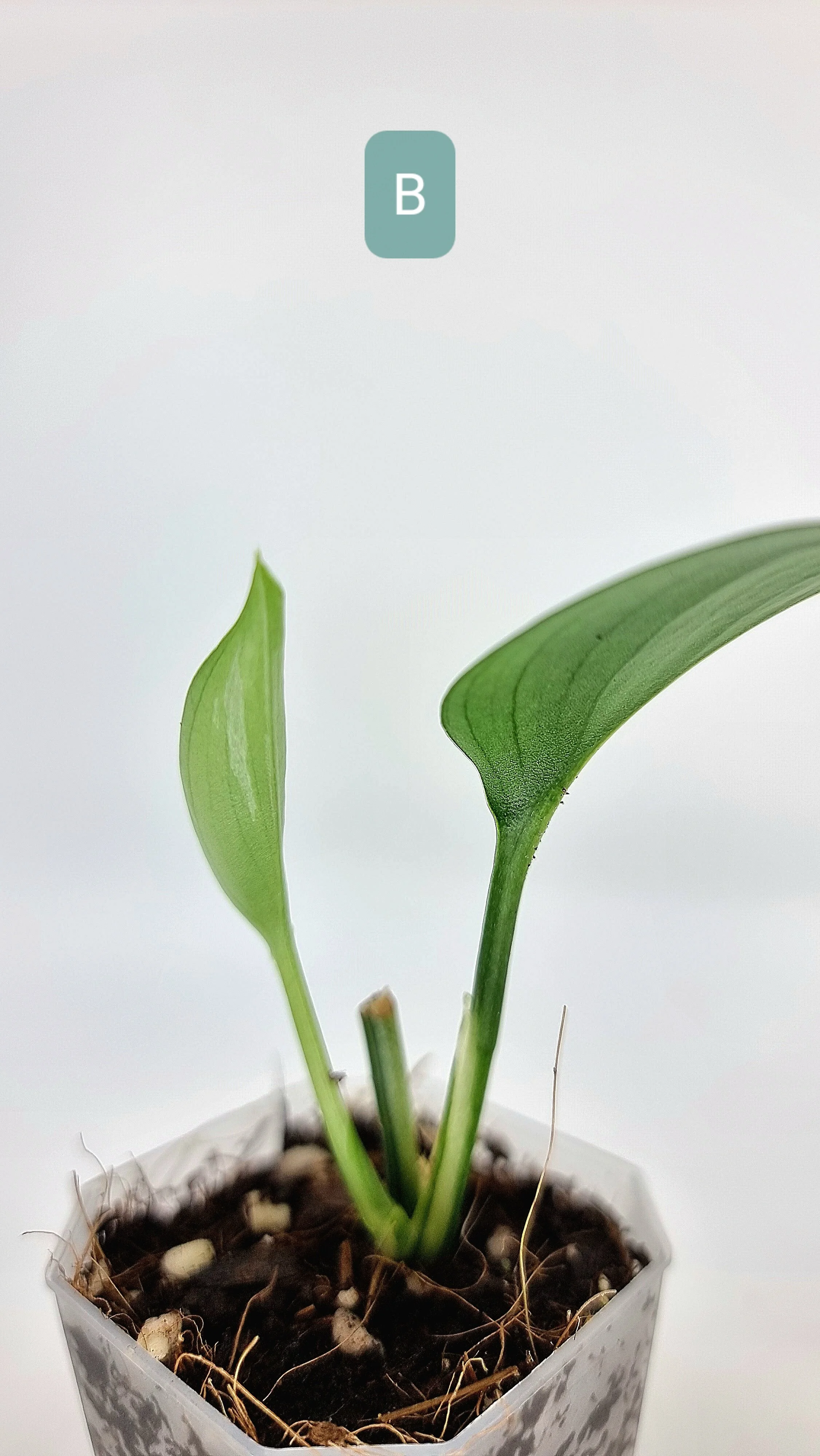 Scindapsus Blue Albo Varigated — The Leaf Gallery