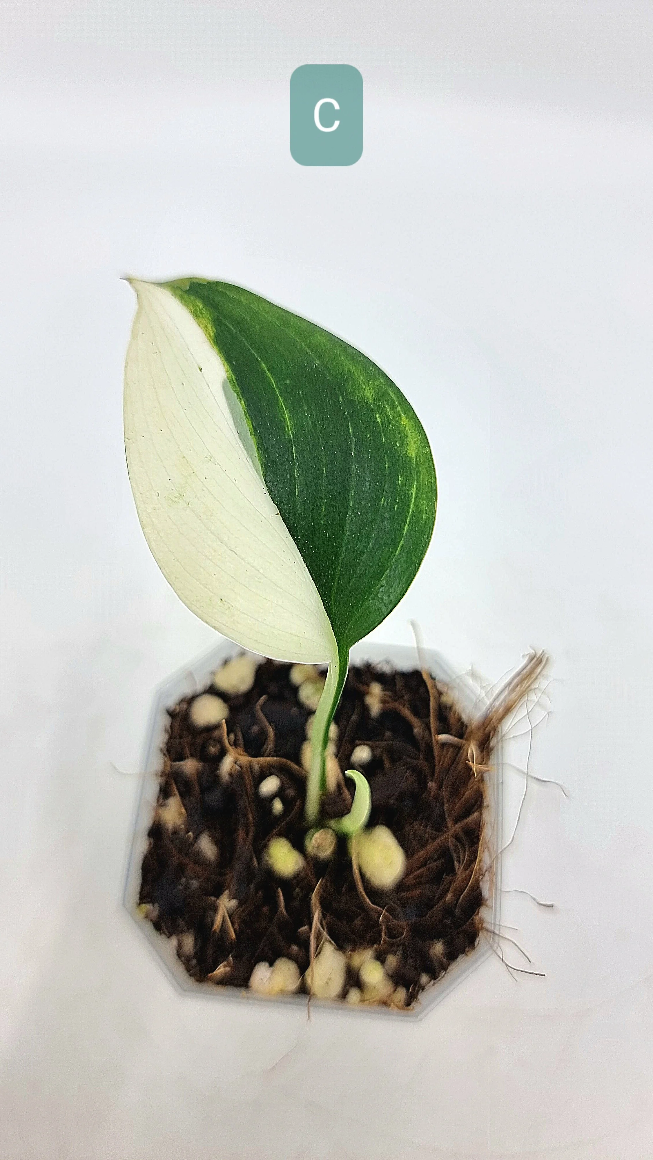 Scindapsus Blue Albo Varigated — The Leaf Gallery