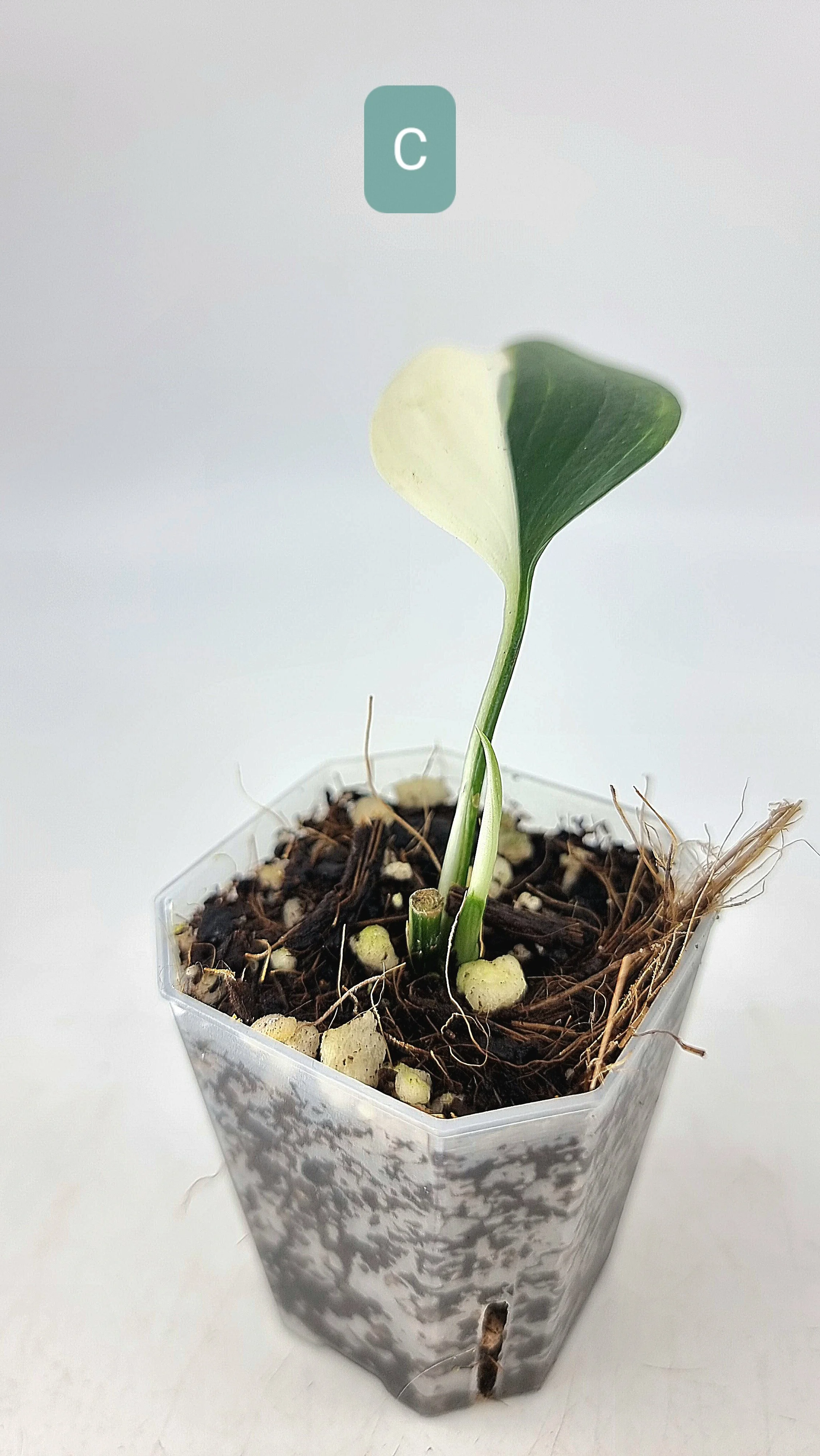 Scindapsus Blue Albo Varigated — The Leaf Gallery