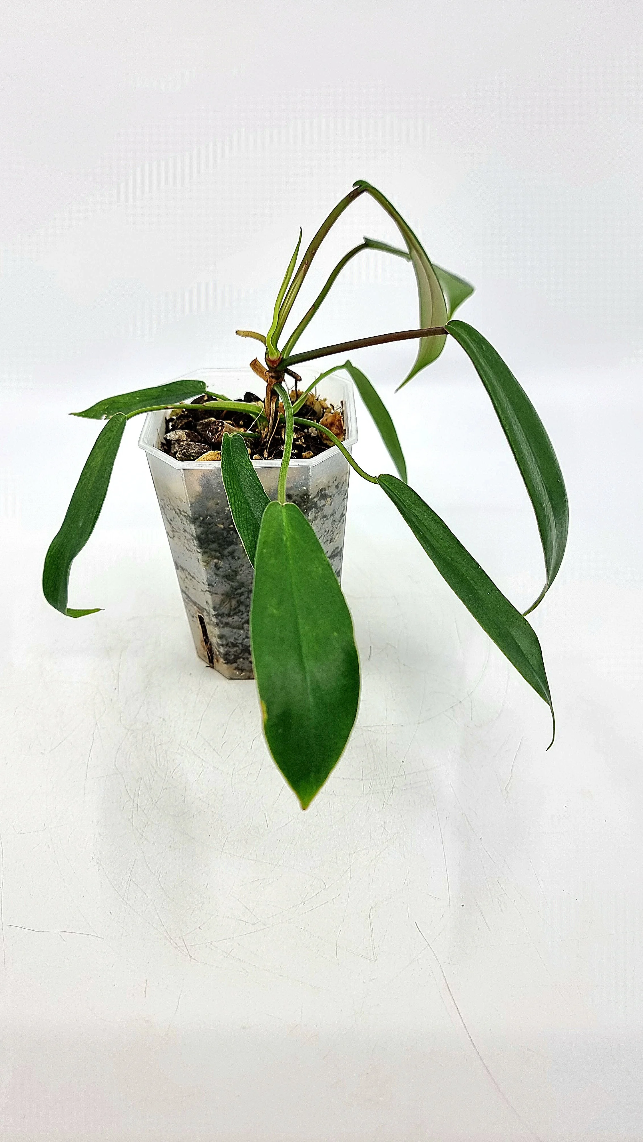 Philodendron Joepii — The Leaf Gallery