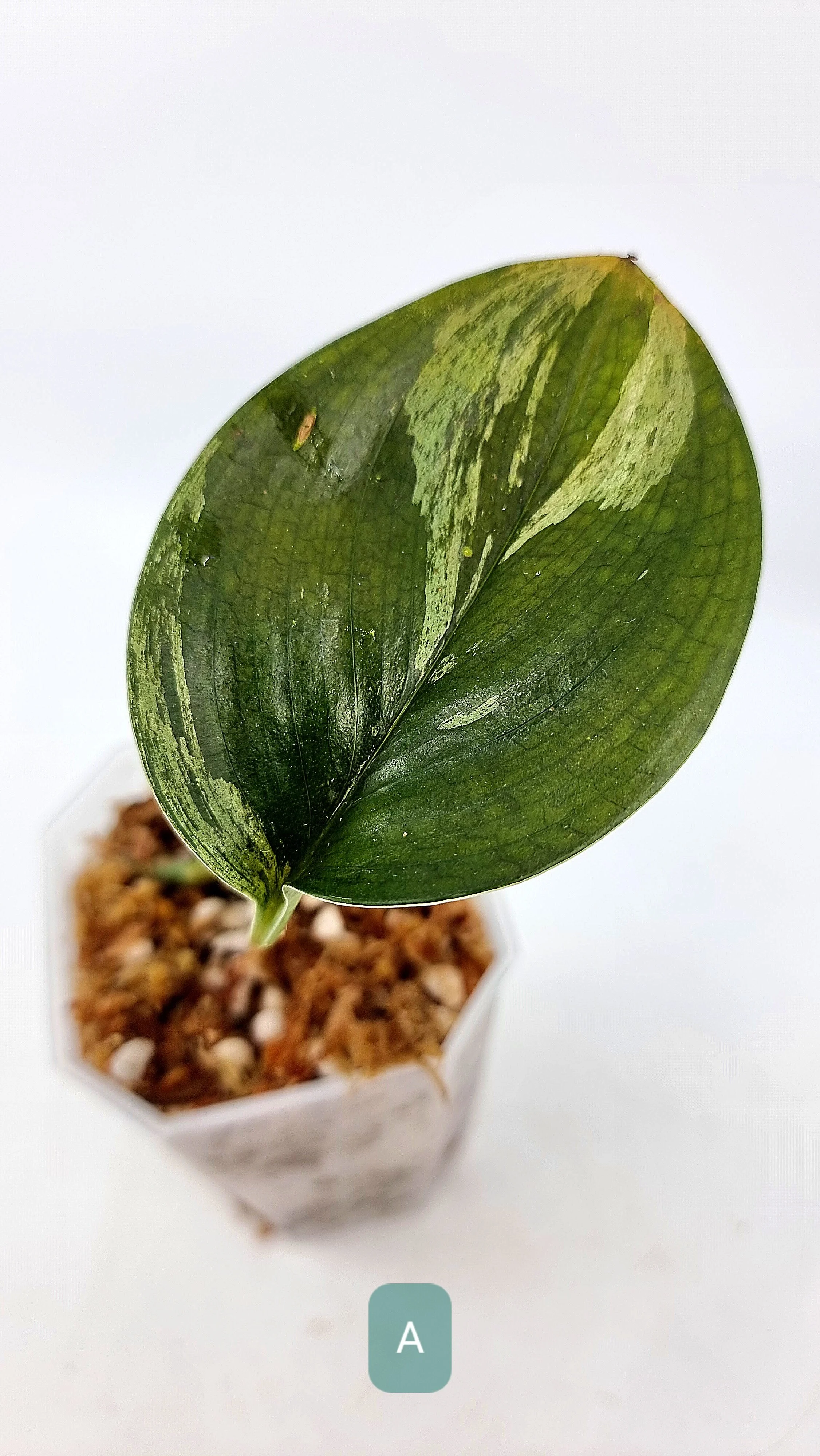 Scindapsus Treubii Dark Aurea Varigated — The Leaf Gallery