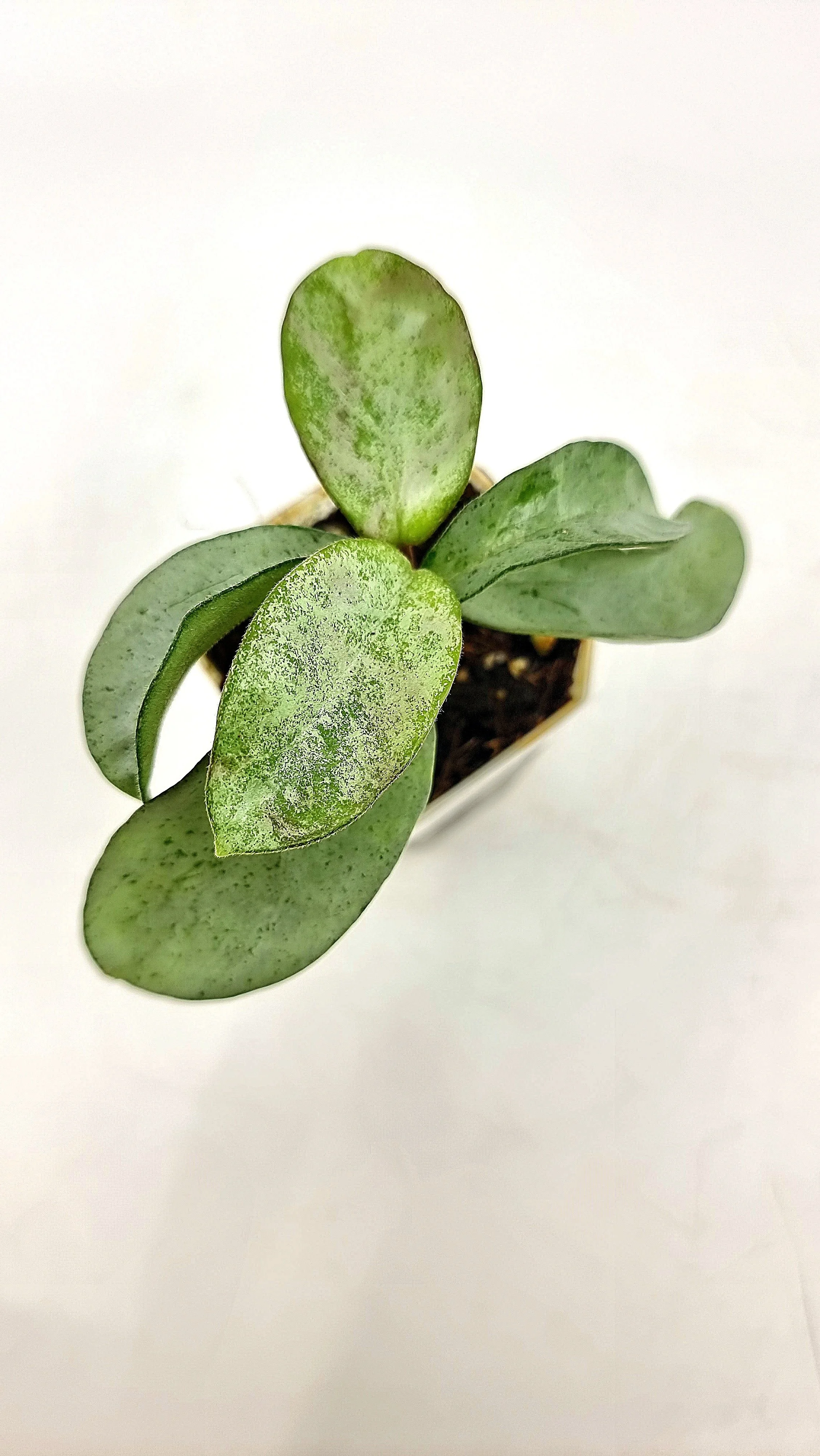 Hoya Carnosa Grey Ghost — The Leaf Gallery