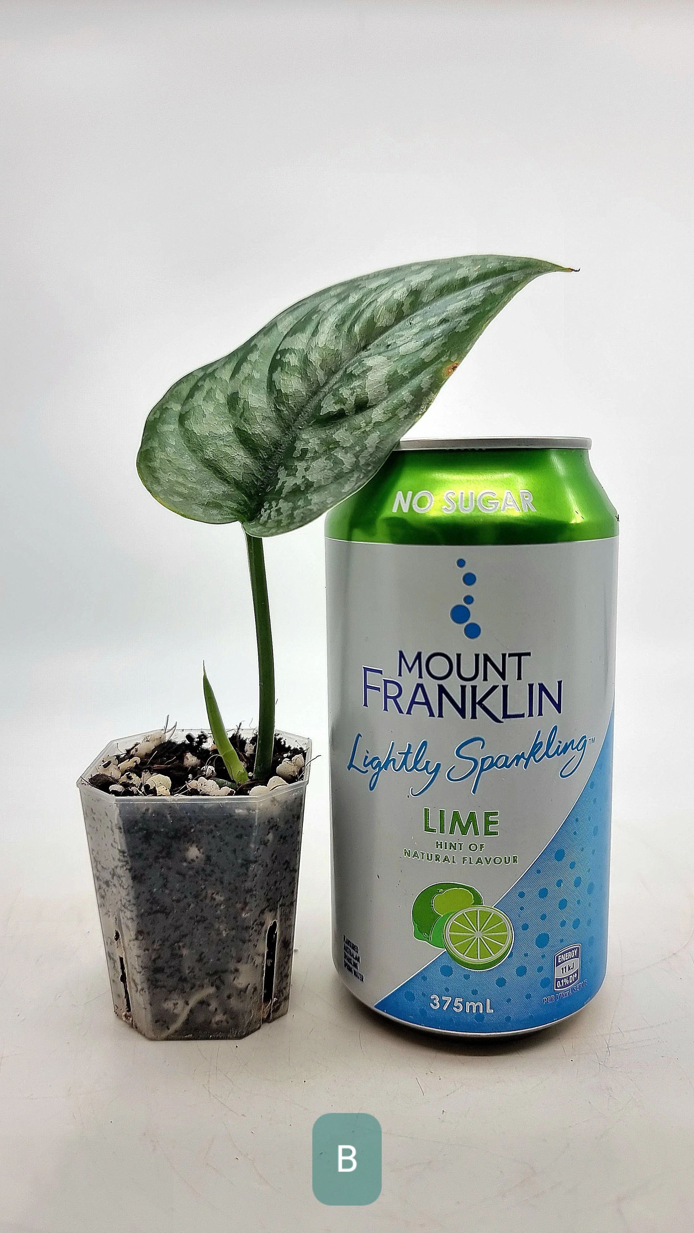 Scindapsus Dark Splash — The Leaf Gallery