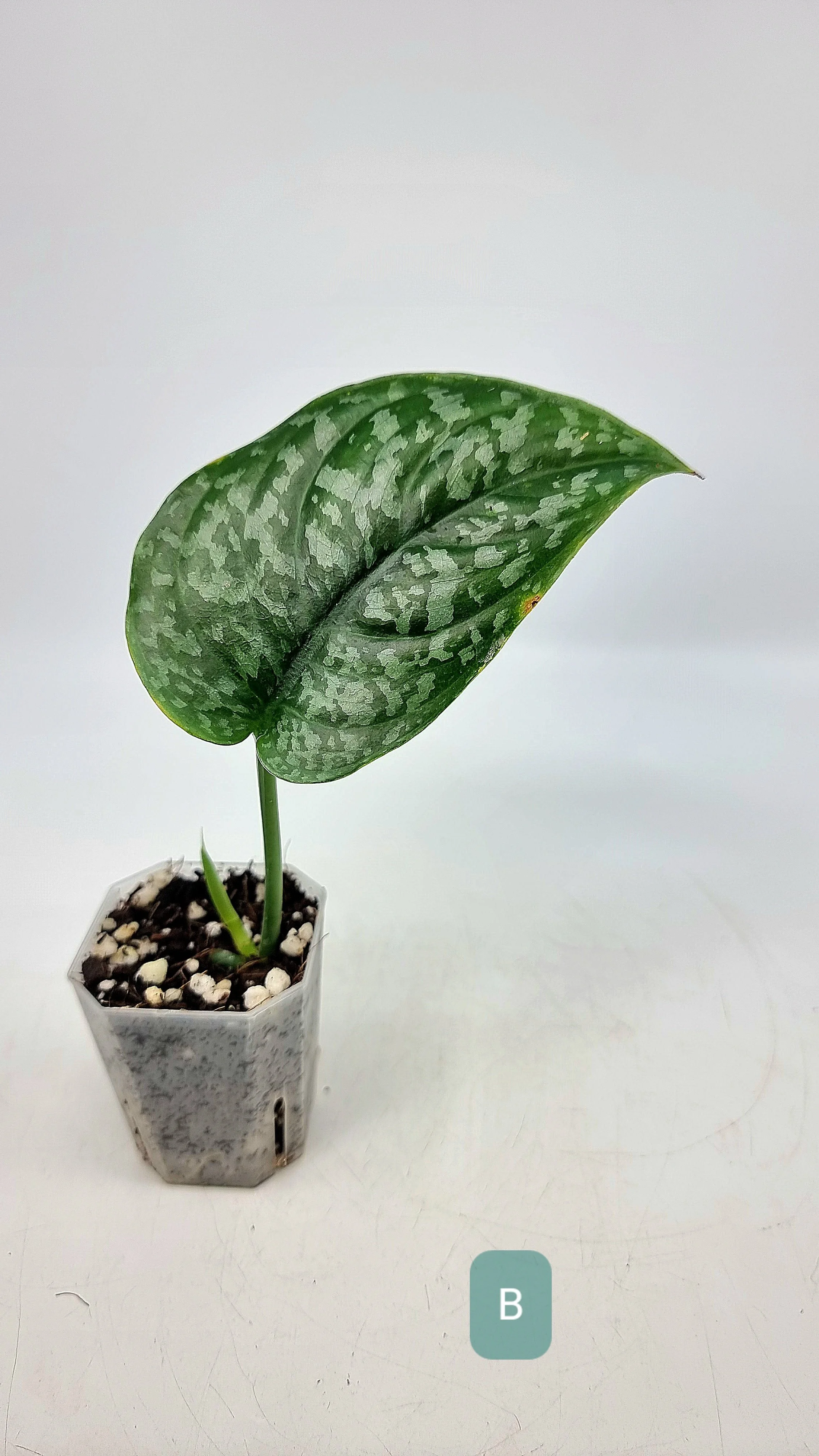 Scindapsus Dark Splash — The Leaf Gallery