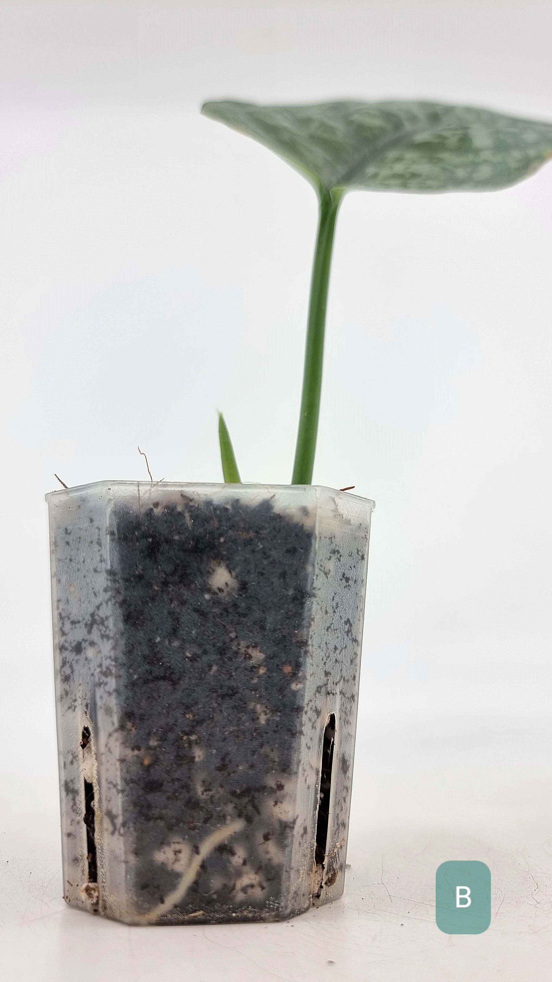 Scindapsus Dark Splash — The Leaf Gallery