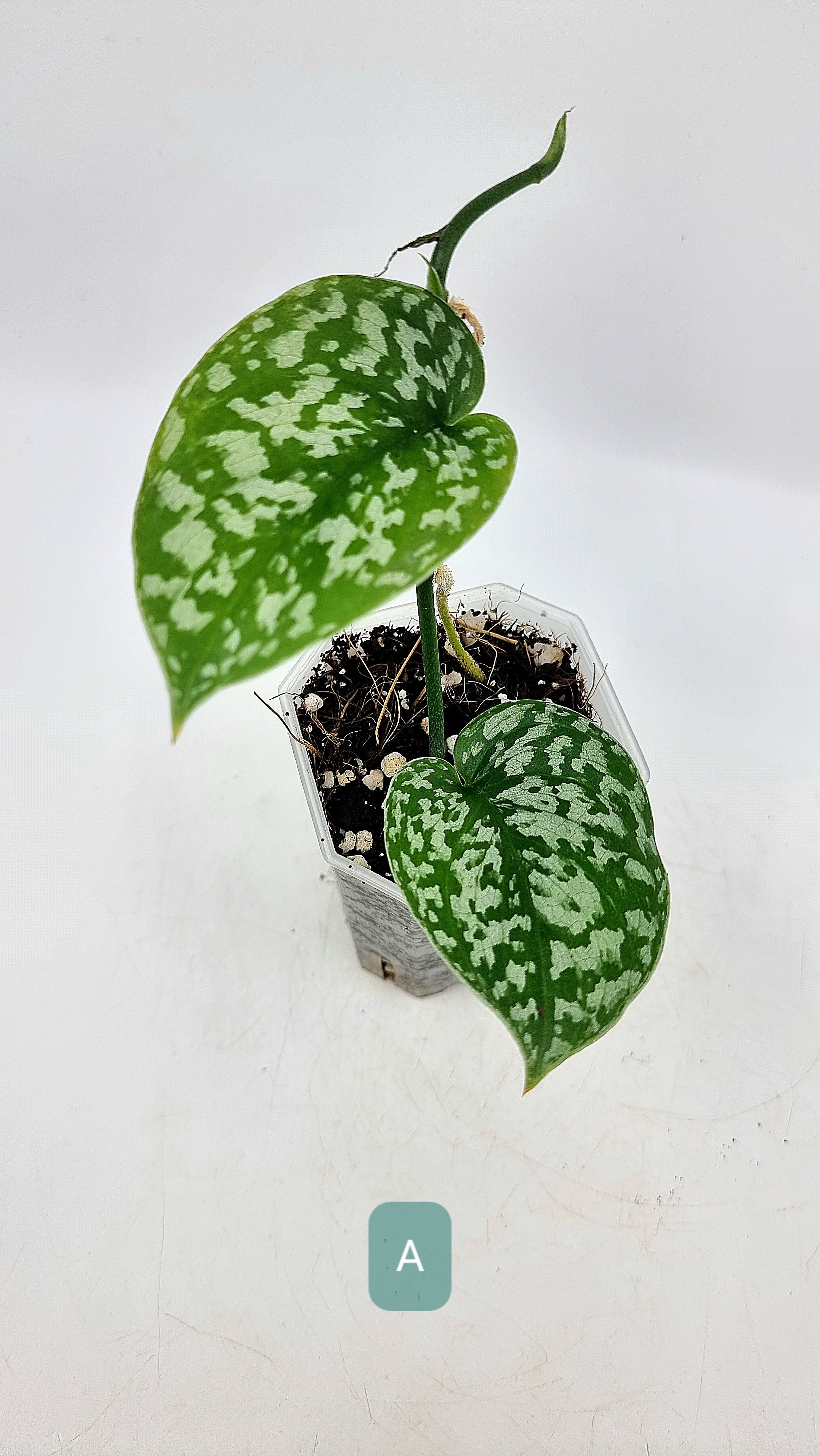 Scindapsus Dark Splash — The Leaf Gallery