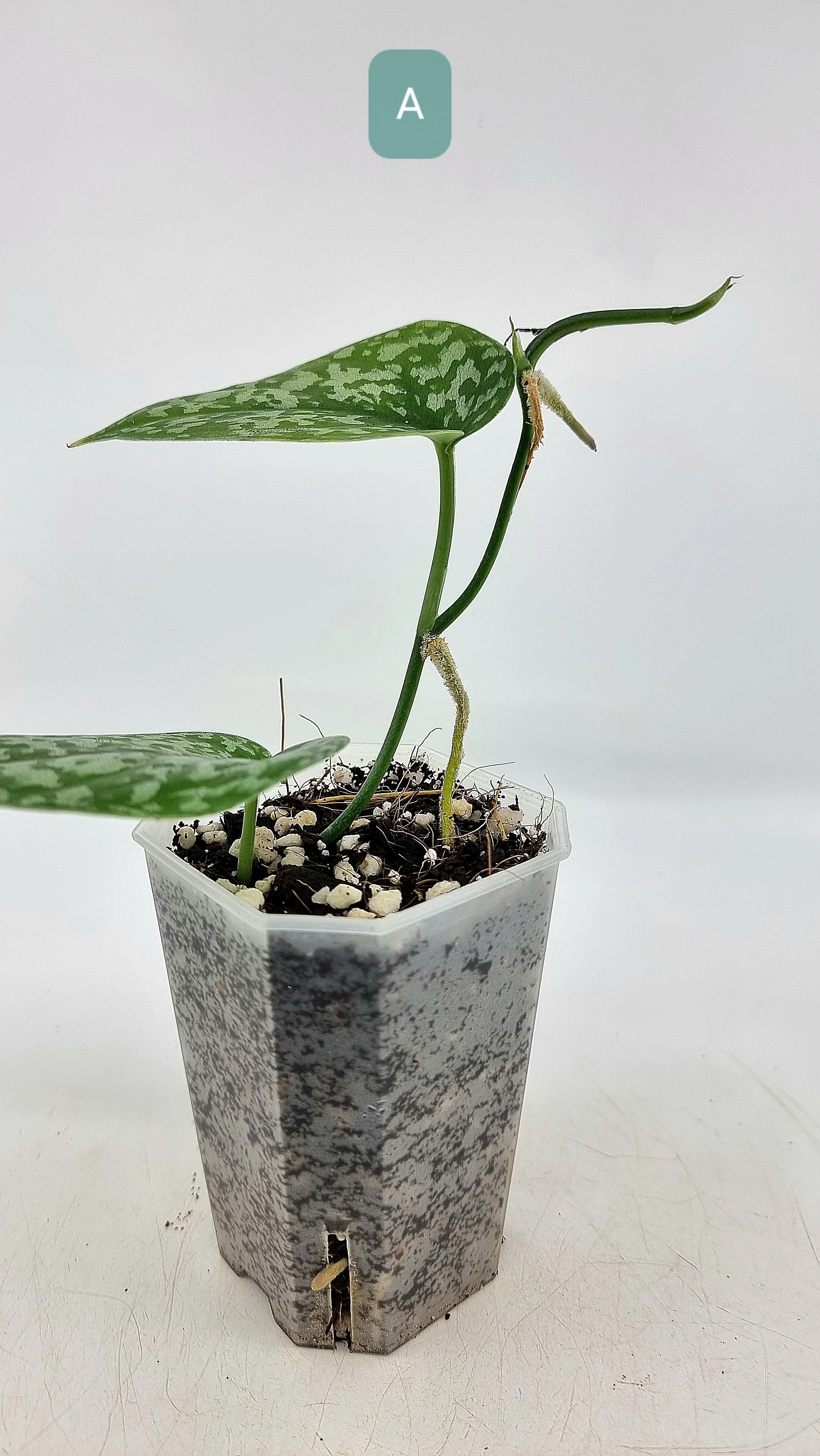 Scindapsus Dark Splash — The Leaf Gallery