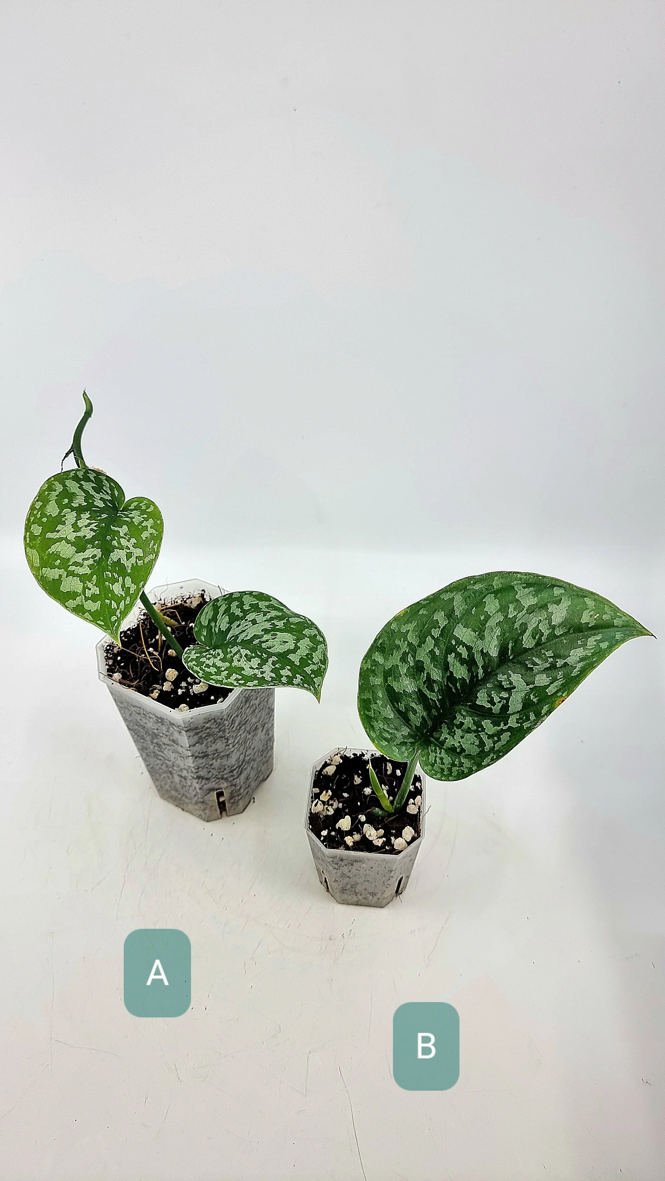 Scindapsus Dark Splash — The Leaf Gallery