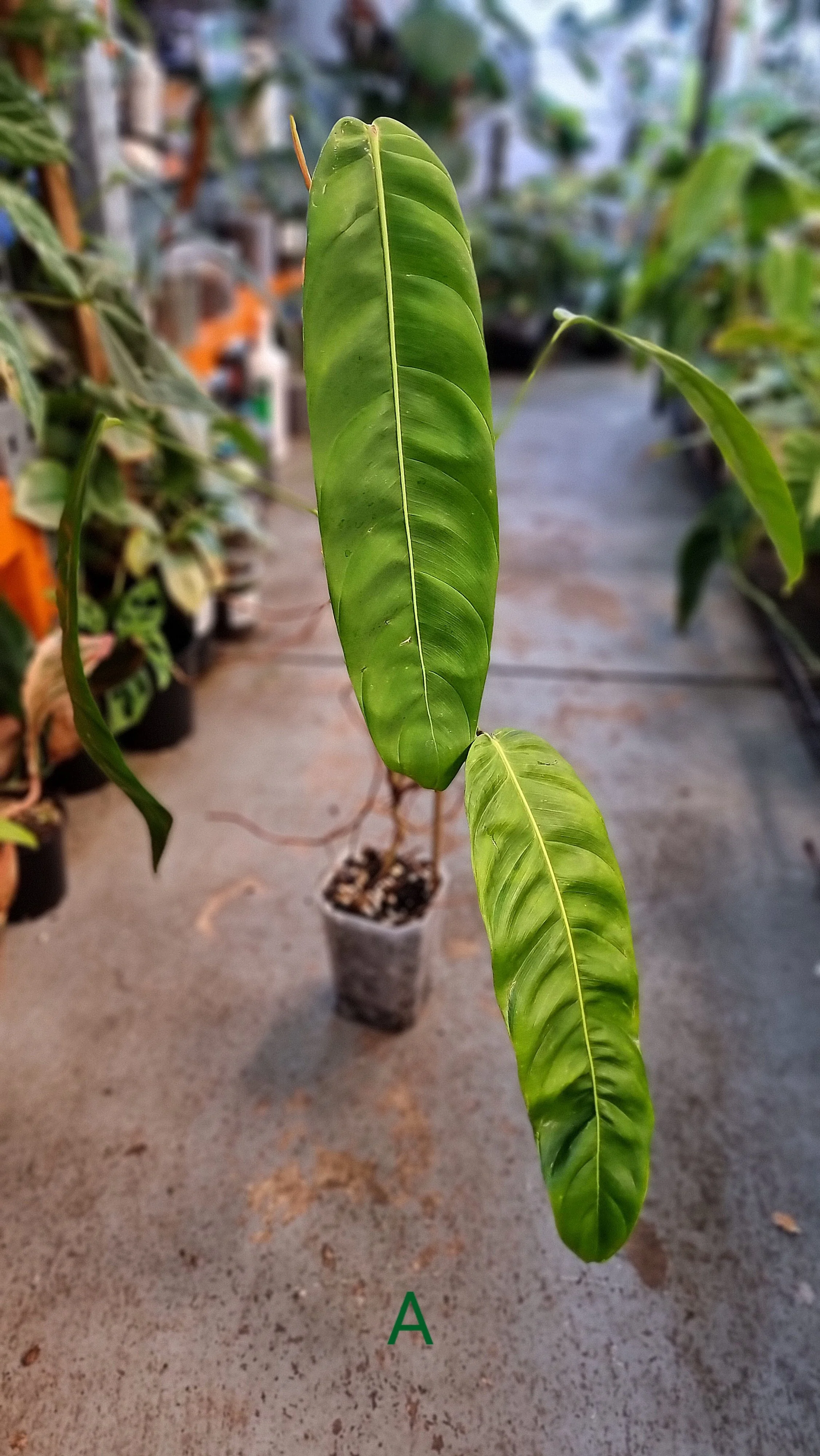 Philodendron Patriciae — The Leaf Gallery