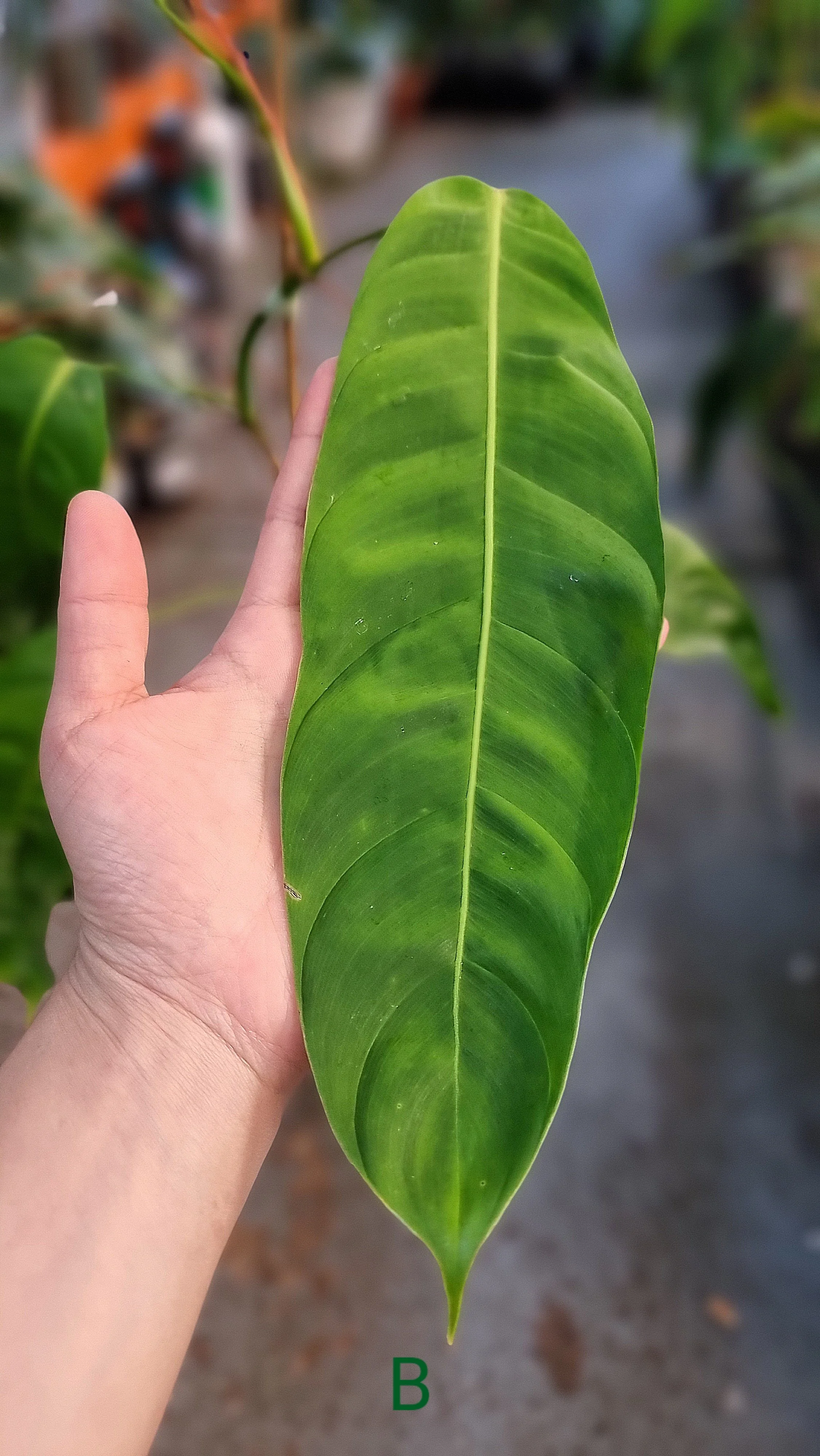 Philodendron Patriciae — The Leaf Gallery