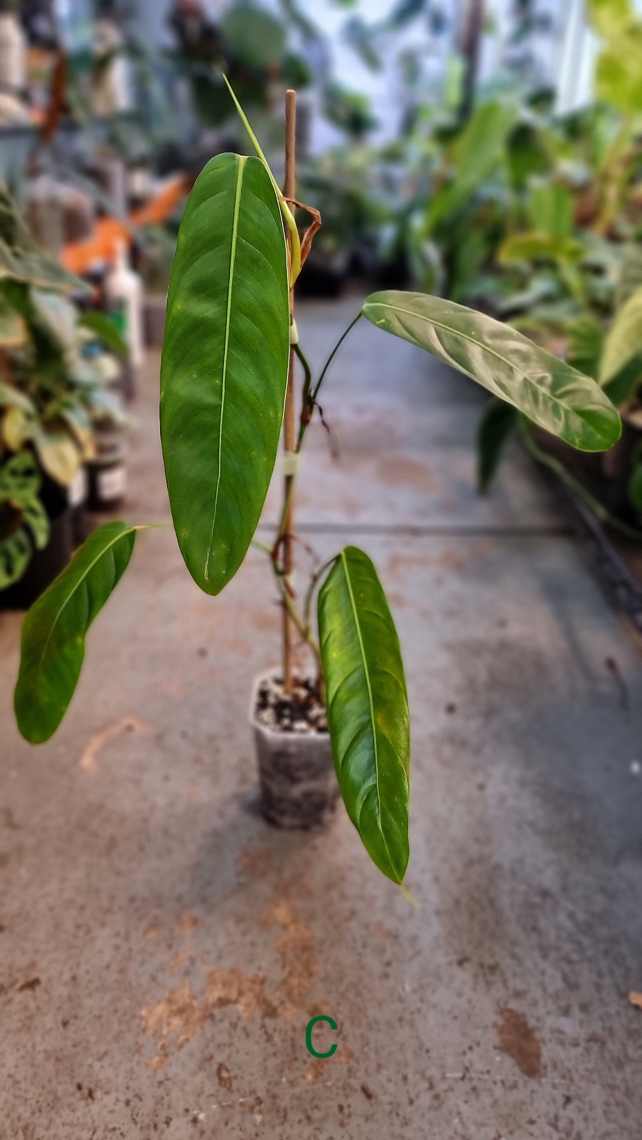 Philodendron Patriciae — The Leaf Gallery
