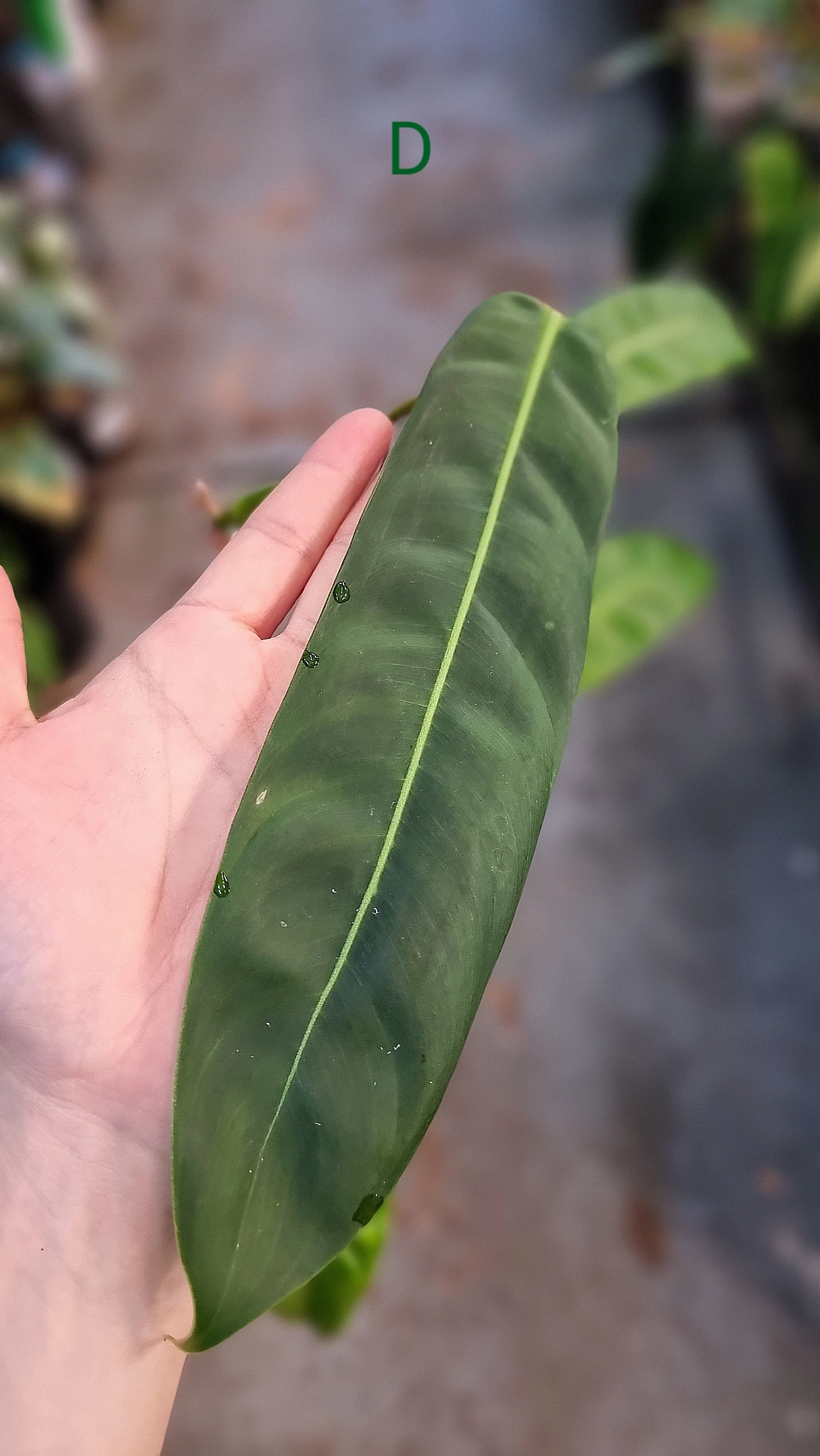Philodendron Patriciae — The Leaf Gallery