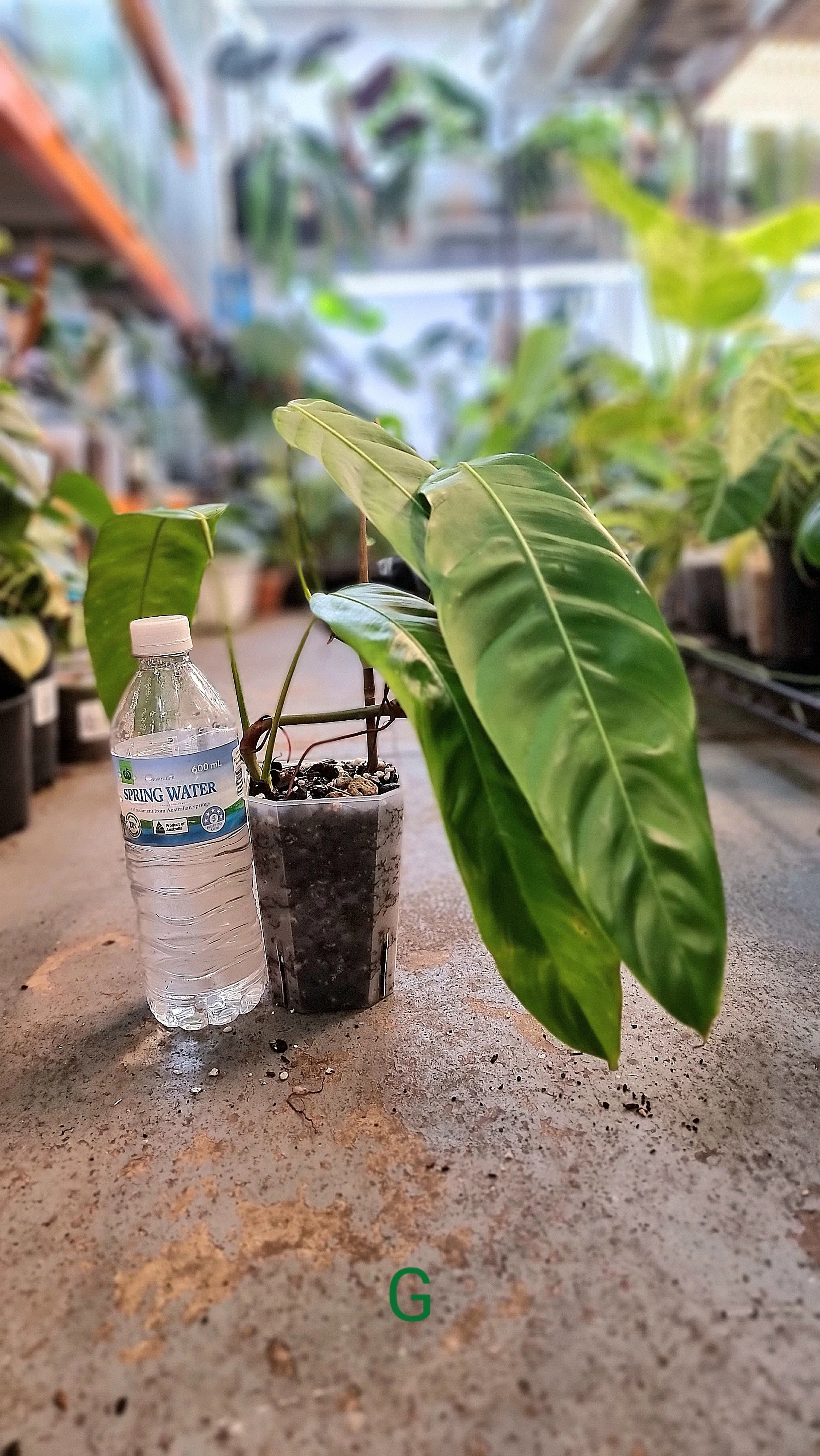 Philodendron Patriciae — The Leaf Gallery