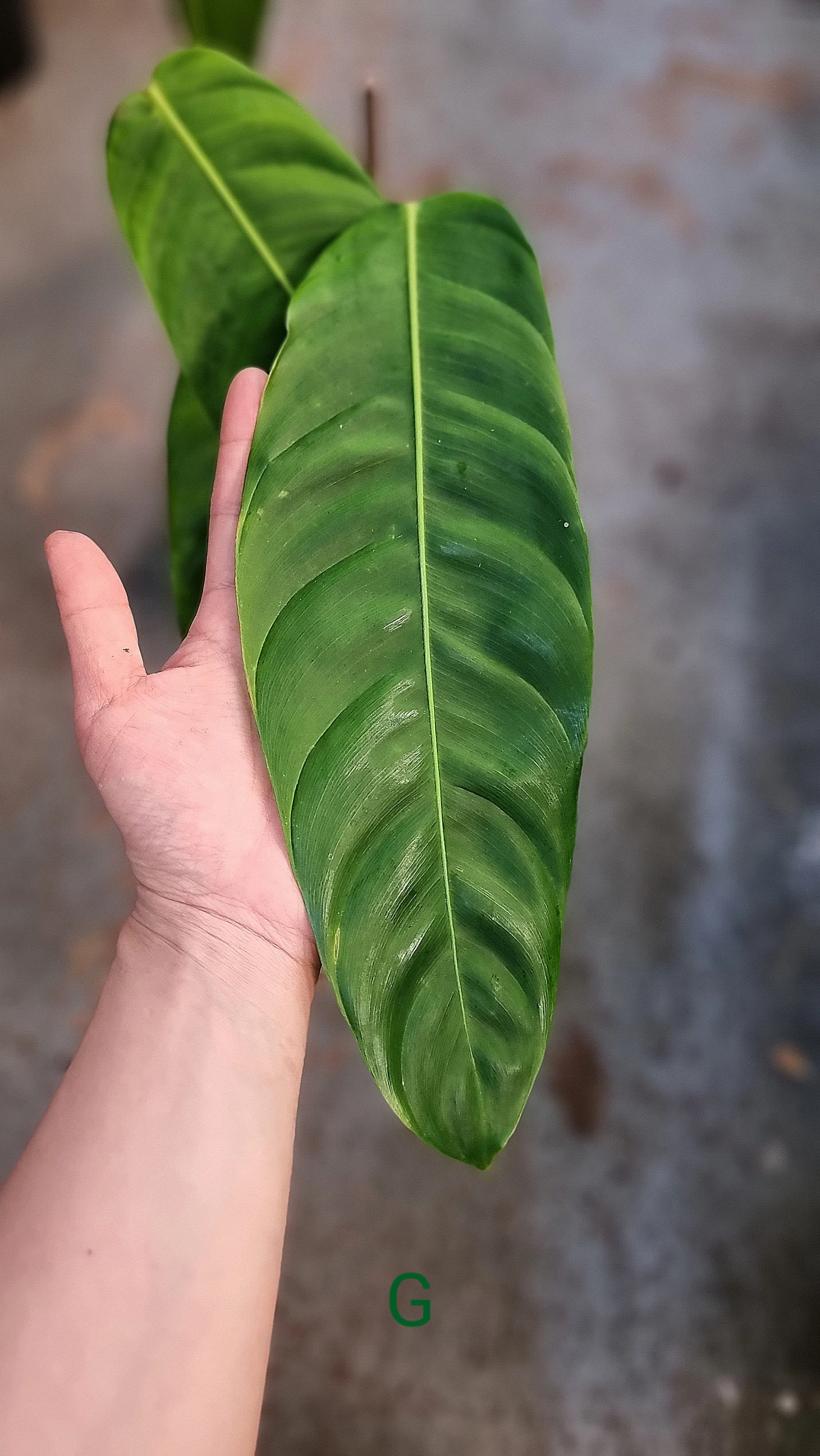 Philodendron Patriciae — The Leaf Gallery