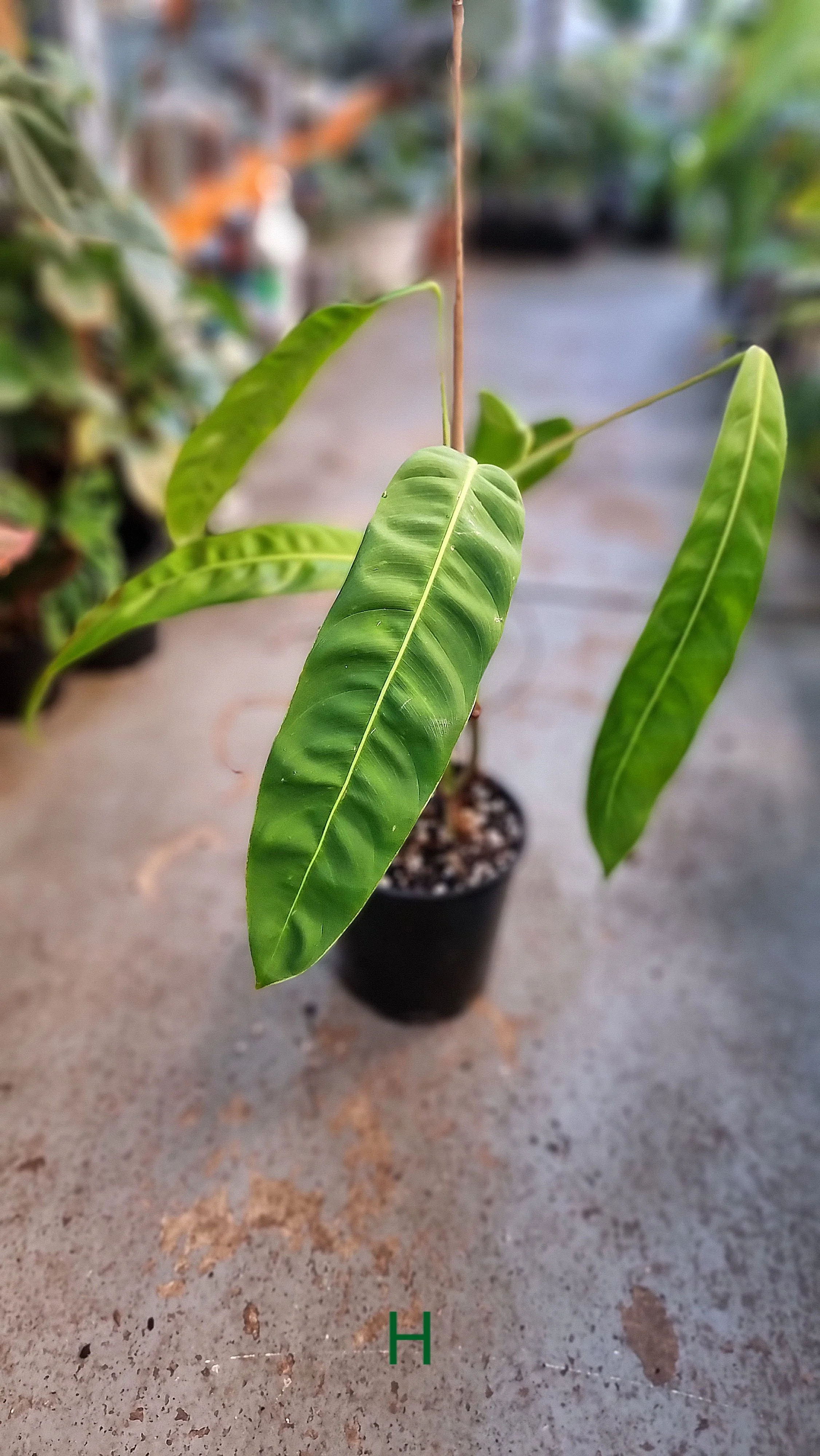 Philodendron Patriciae — The Leaf Gallery