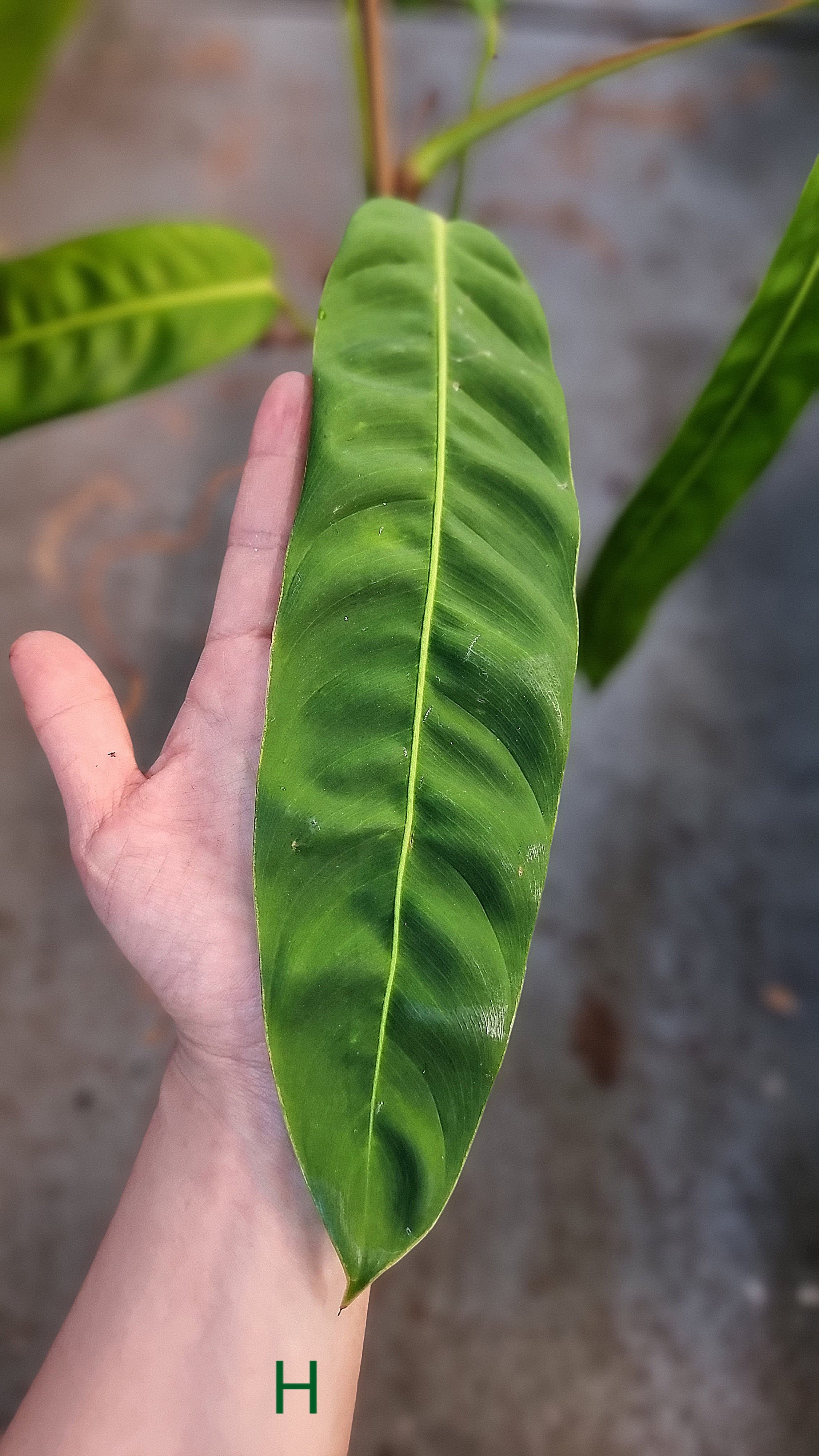Philodendron Patriciae — The Leaf Gallery