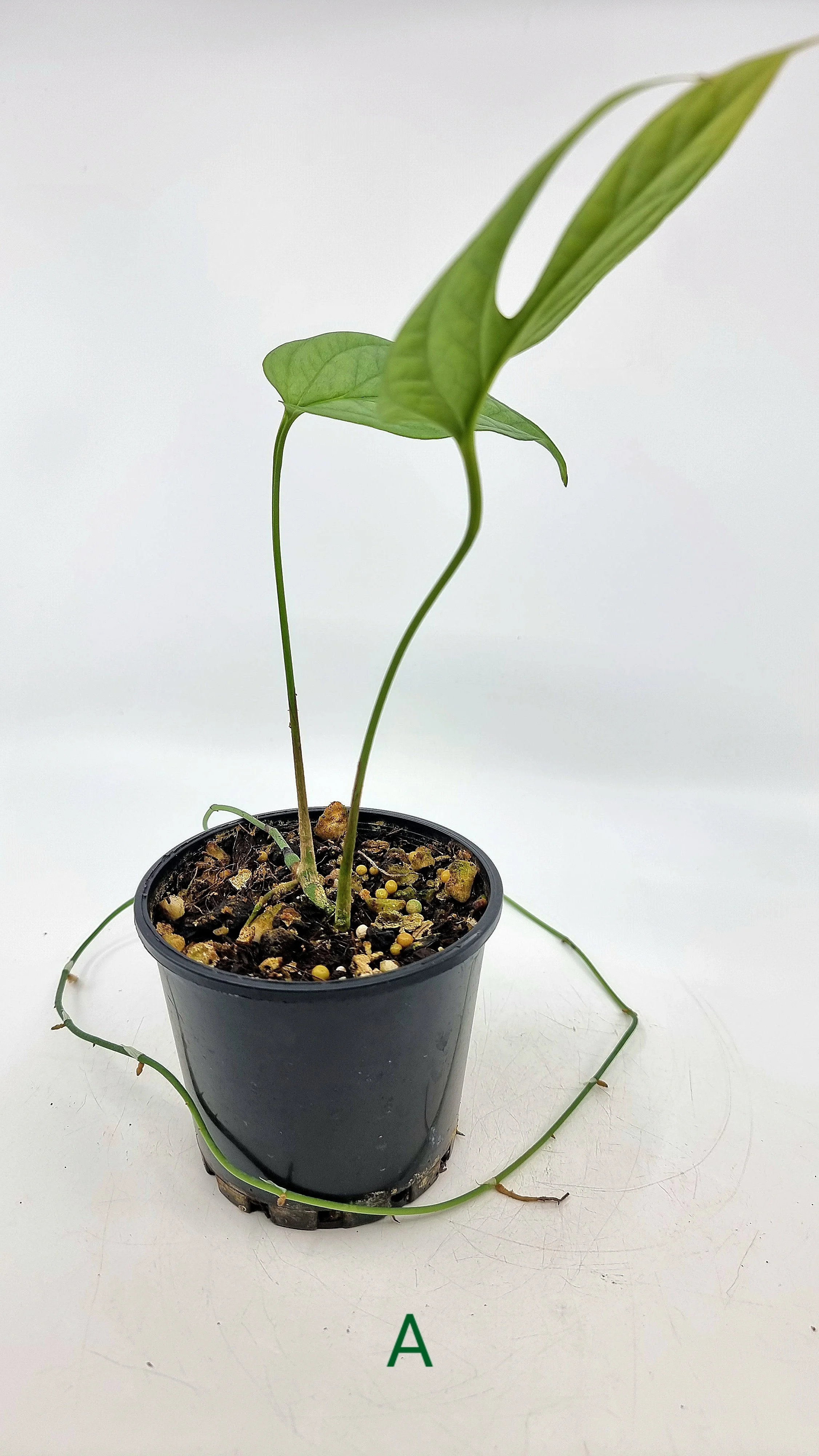 Amydrium Medium Silver rare indoor plant — The Leaf Gallery