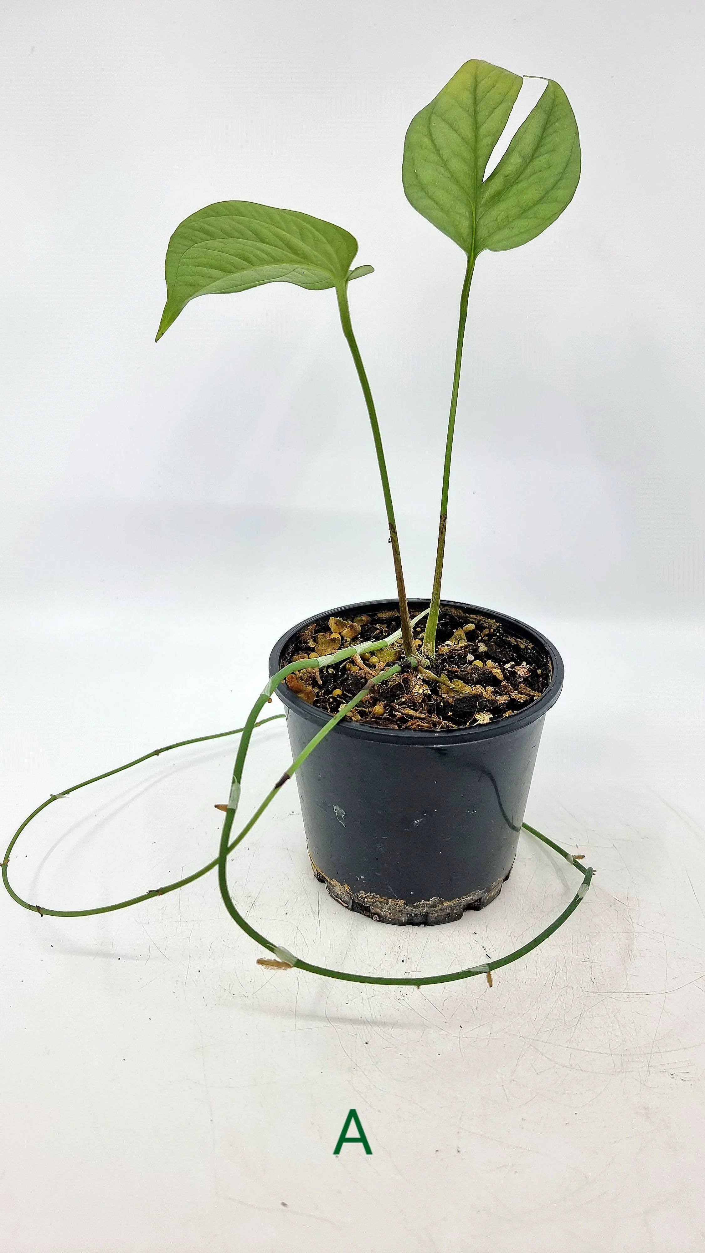 Amydrium Medium Silver rare indoor plant — The Leaf Gallery