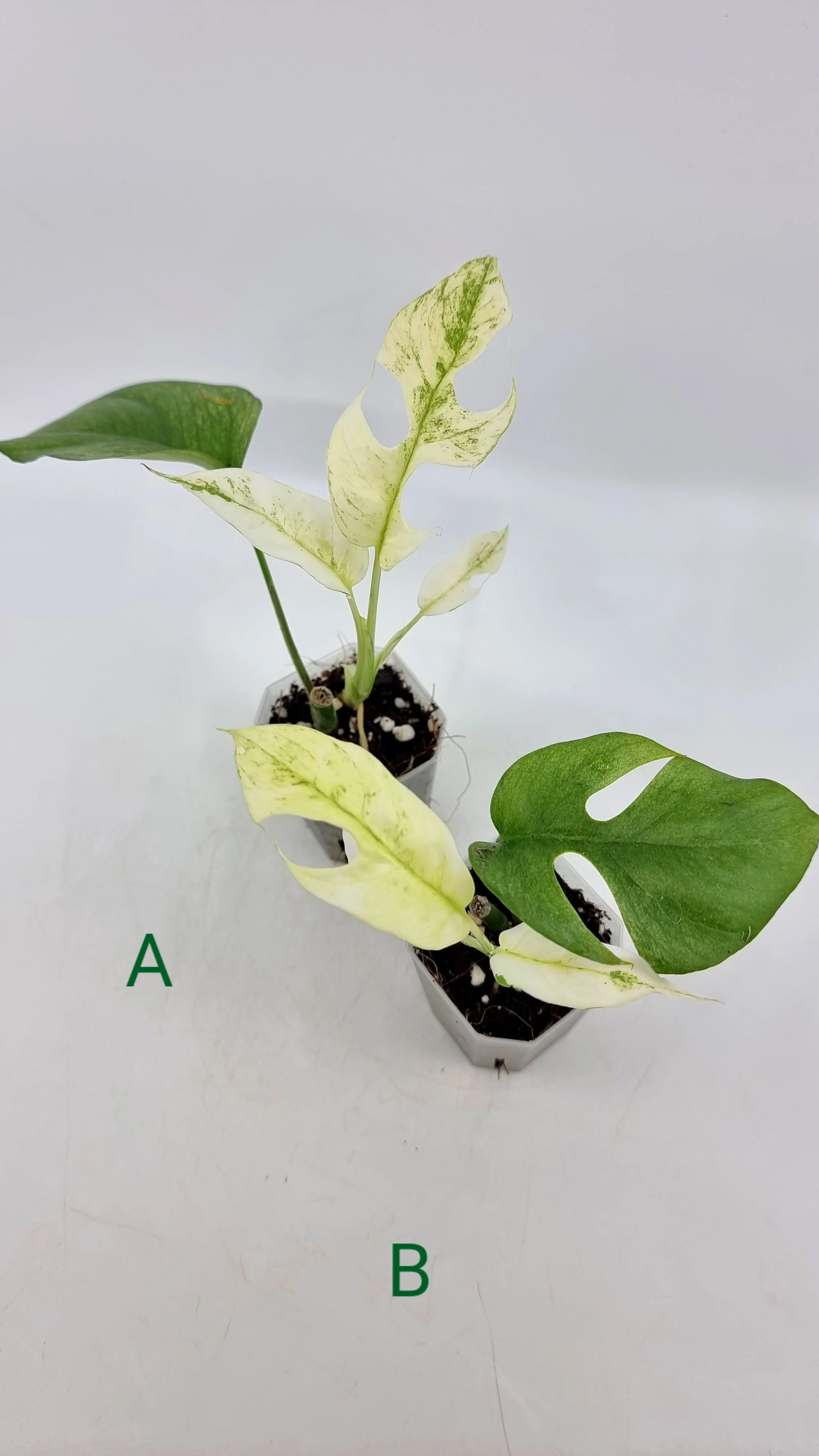 Raphidophora Tetrasperma Mint Varigated — The Leaf Gallery