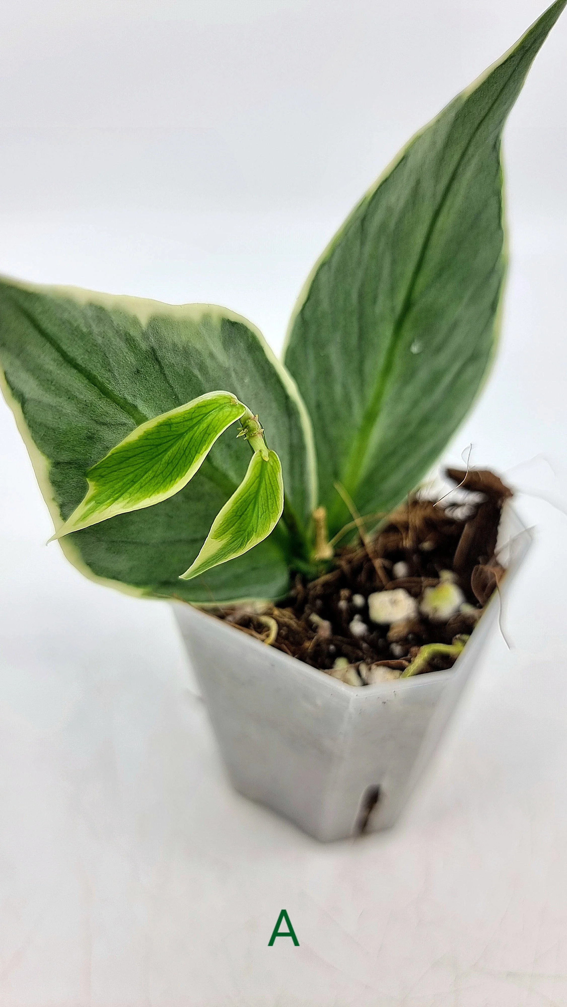 Hoya Polyneura Varigated (Fishtail hoya) — The Leaf Gallery