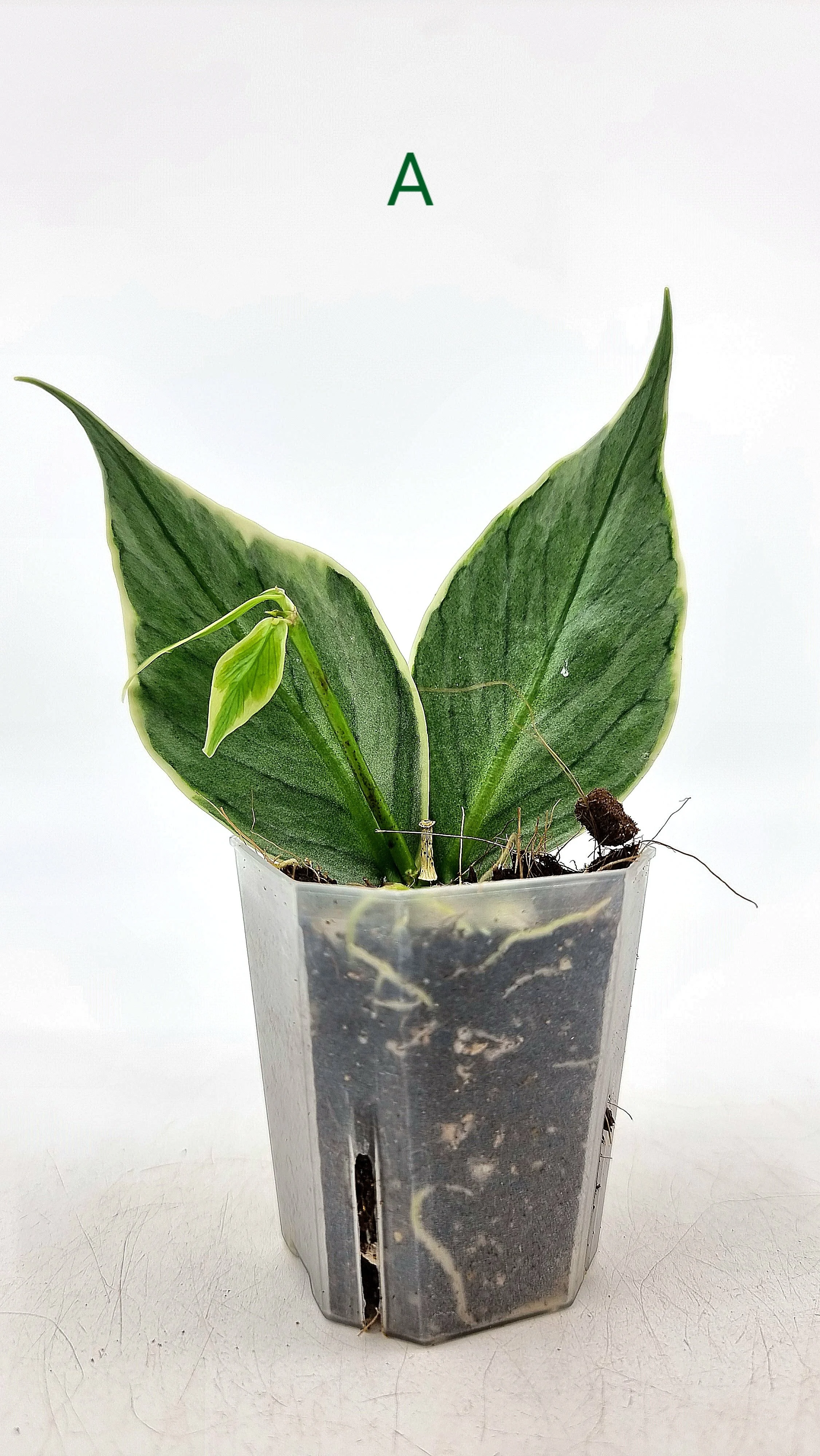 Hoya Polyneura Varigated (Fishtail hoya) — The Leaf Gallery