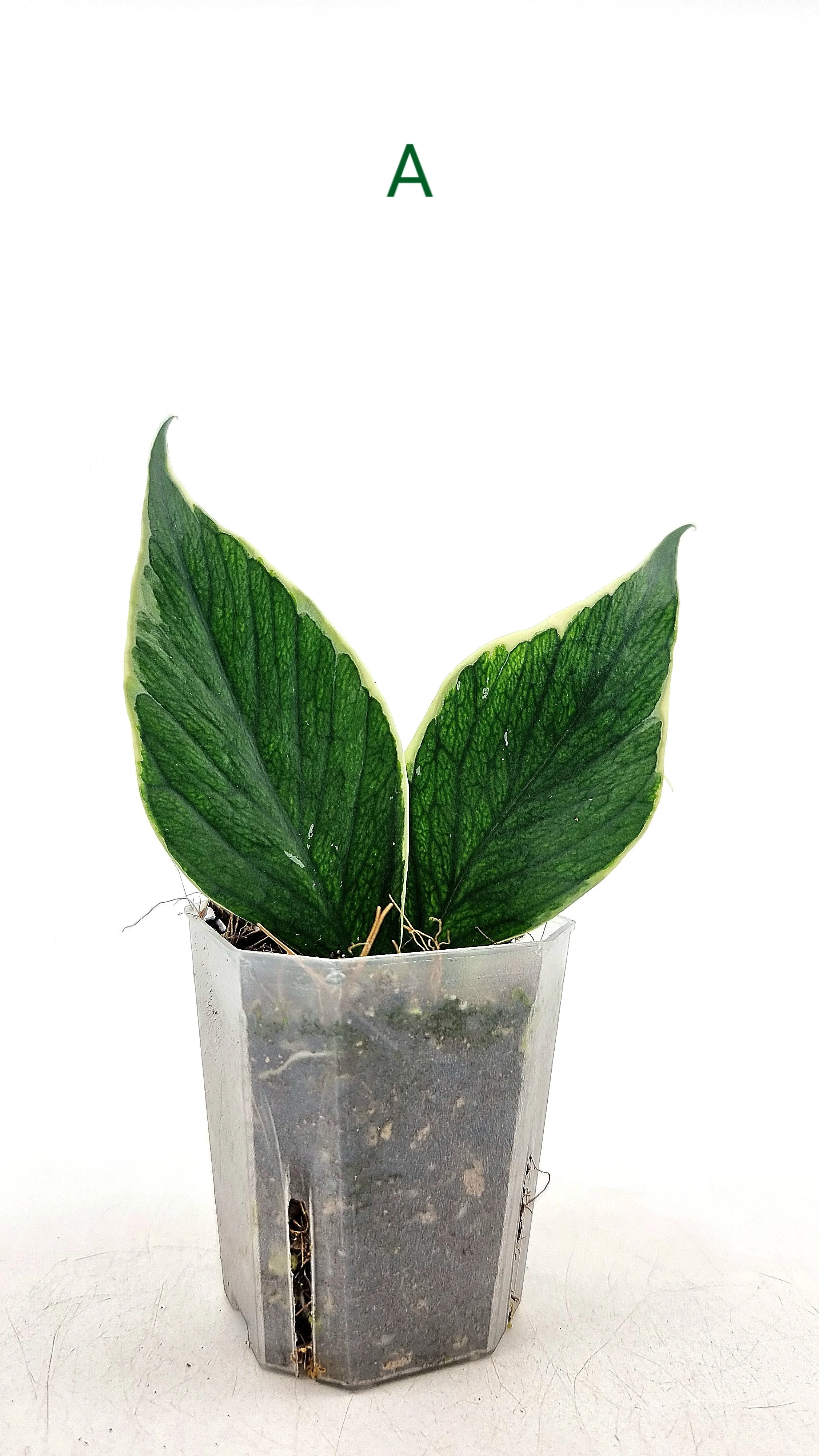 Hoya Polyneura Varigated (Fishtail hoya) — The Leaf Gallery