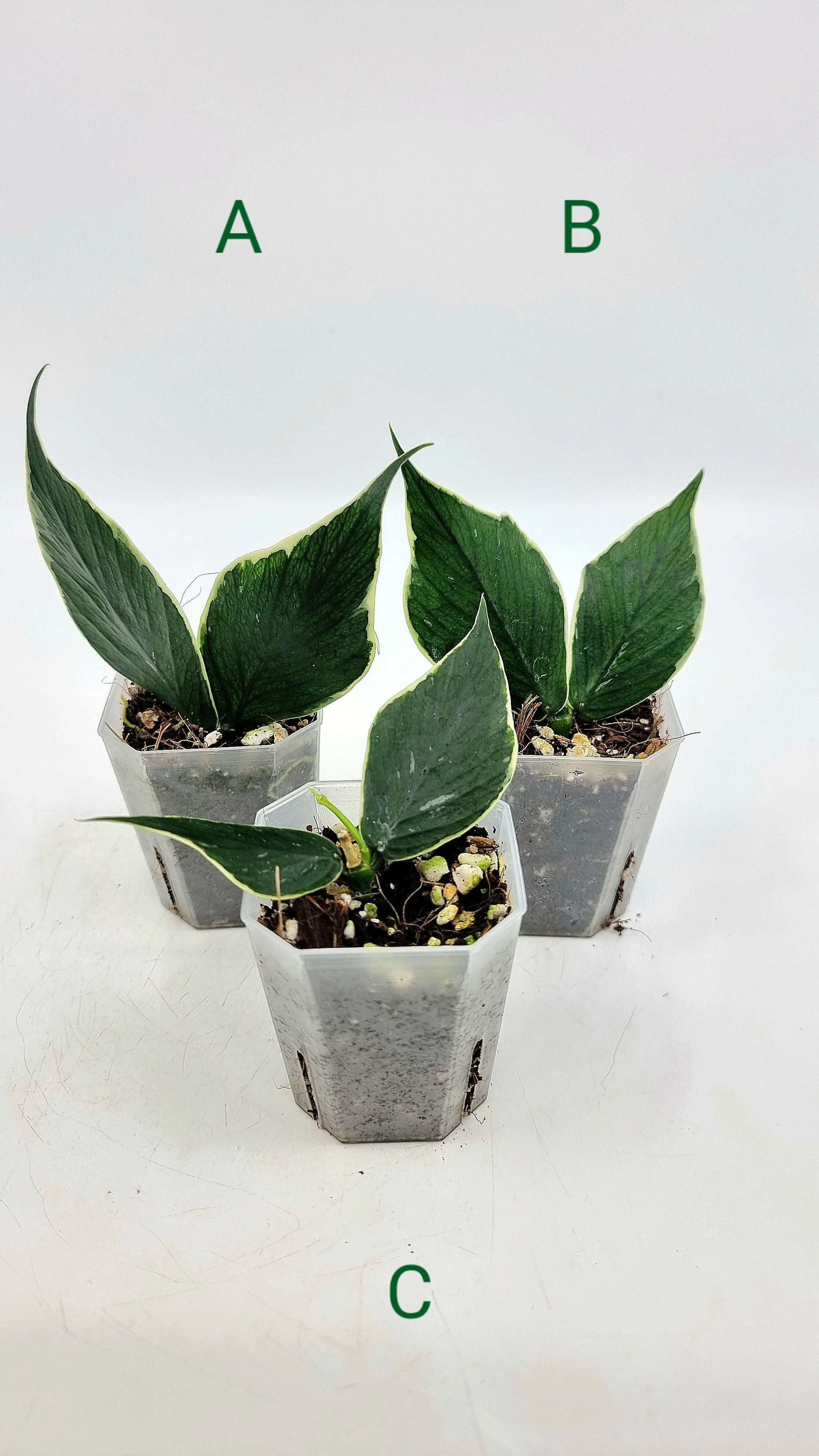 Hoya Polyneura Varigated (Fishtail hoya) — The Leaf Gallery