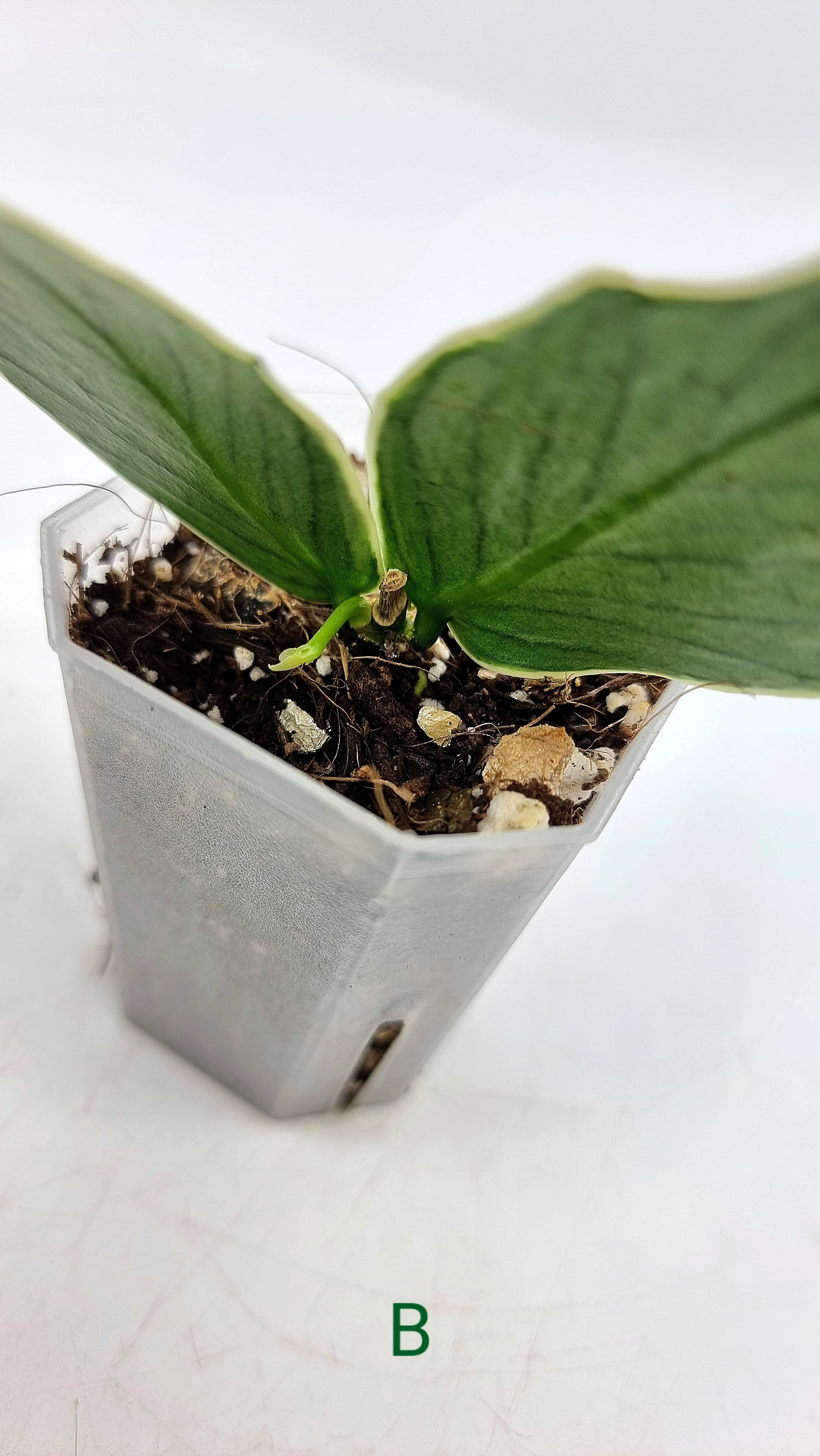 Hoya Polyneura Varigated (Fishtail hoya) — The Leaf Gallery