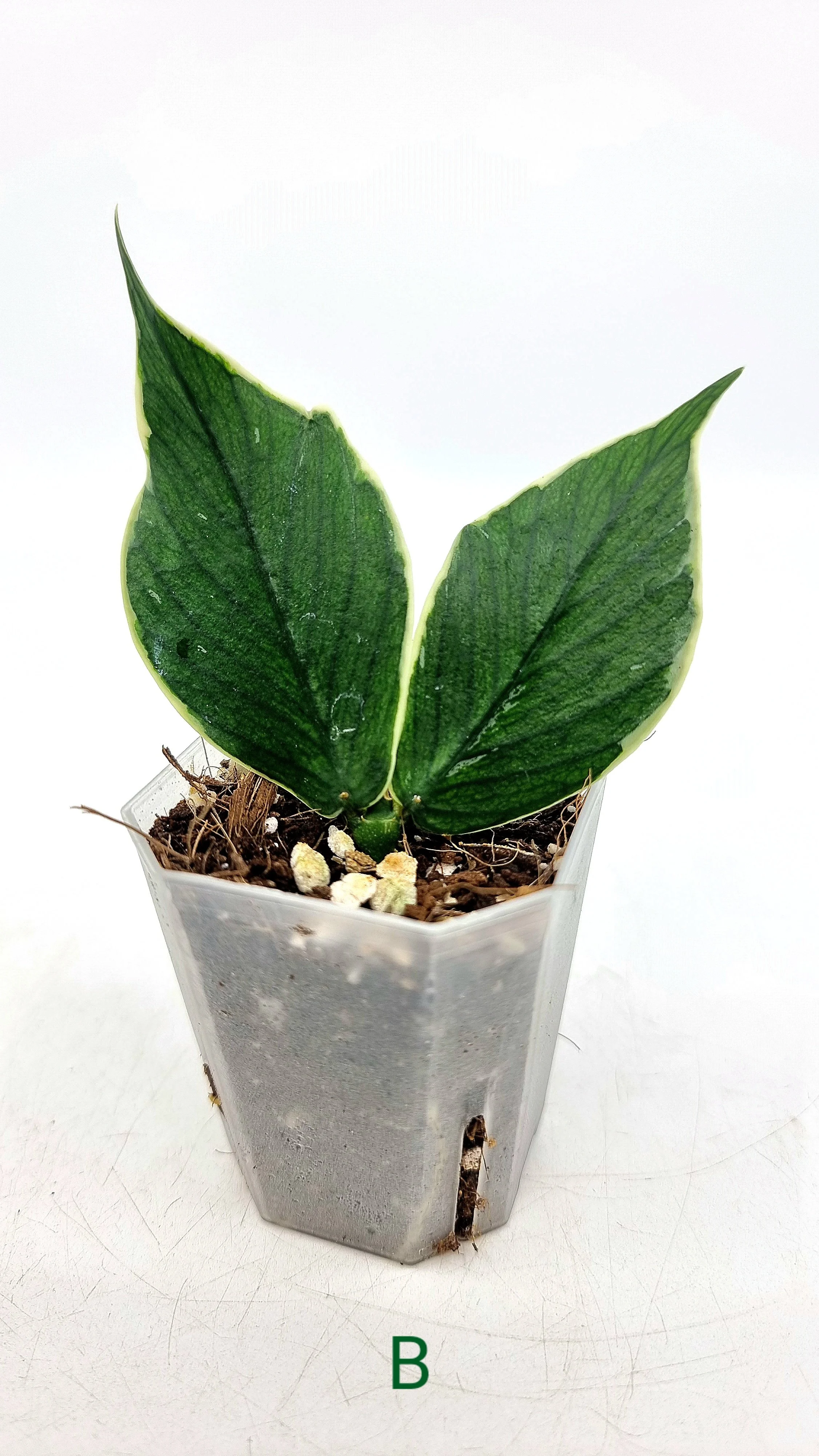 Hoya Polyneura Varigated (Fishtail hoya) — The Leaf Gallery