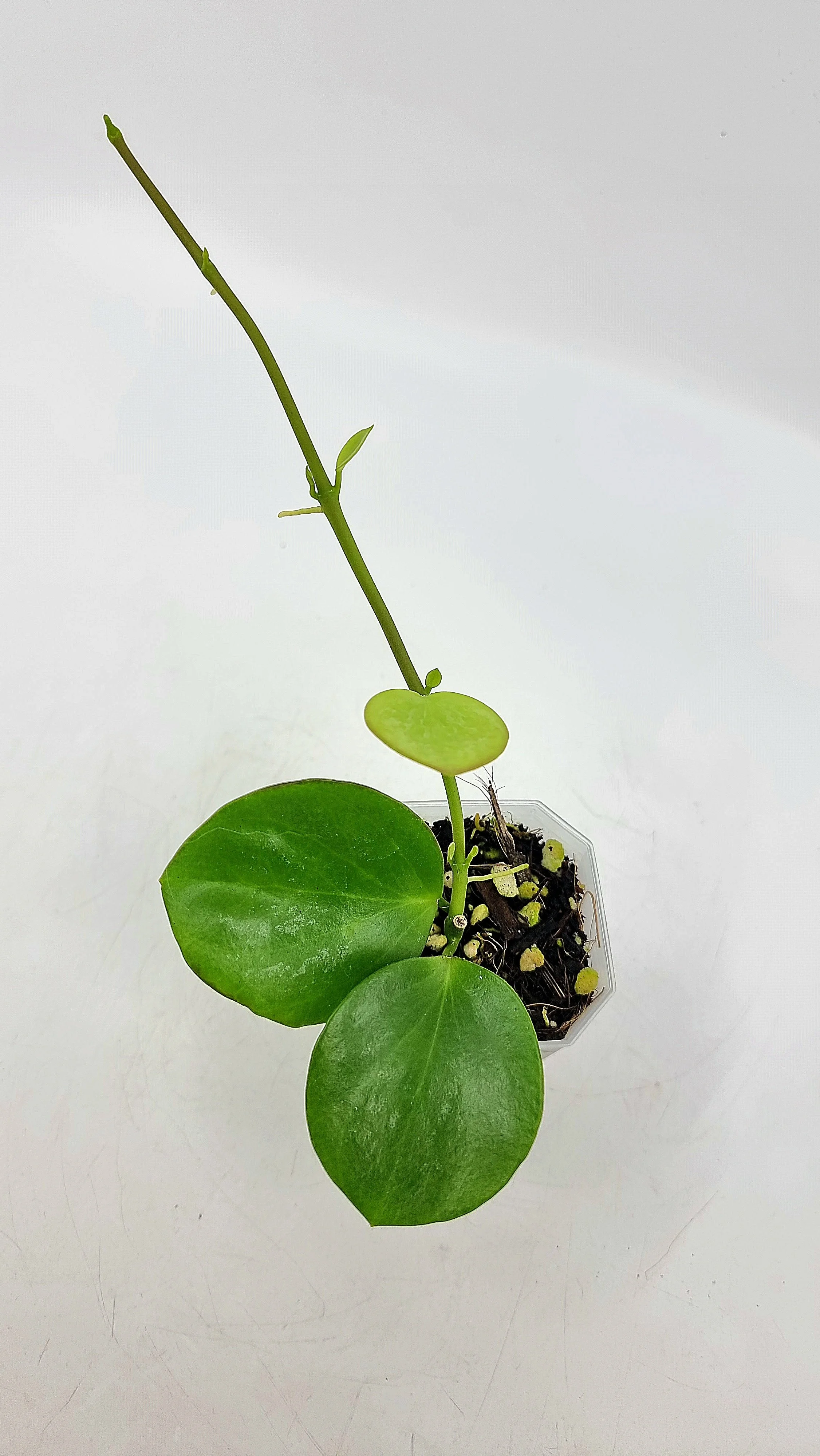 Hoya Collina Biak Irian Jaya IML1187 or Sp. Biakensis — The Leaf Gallery