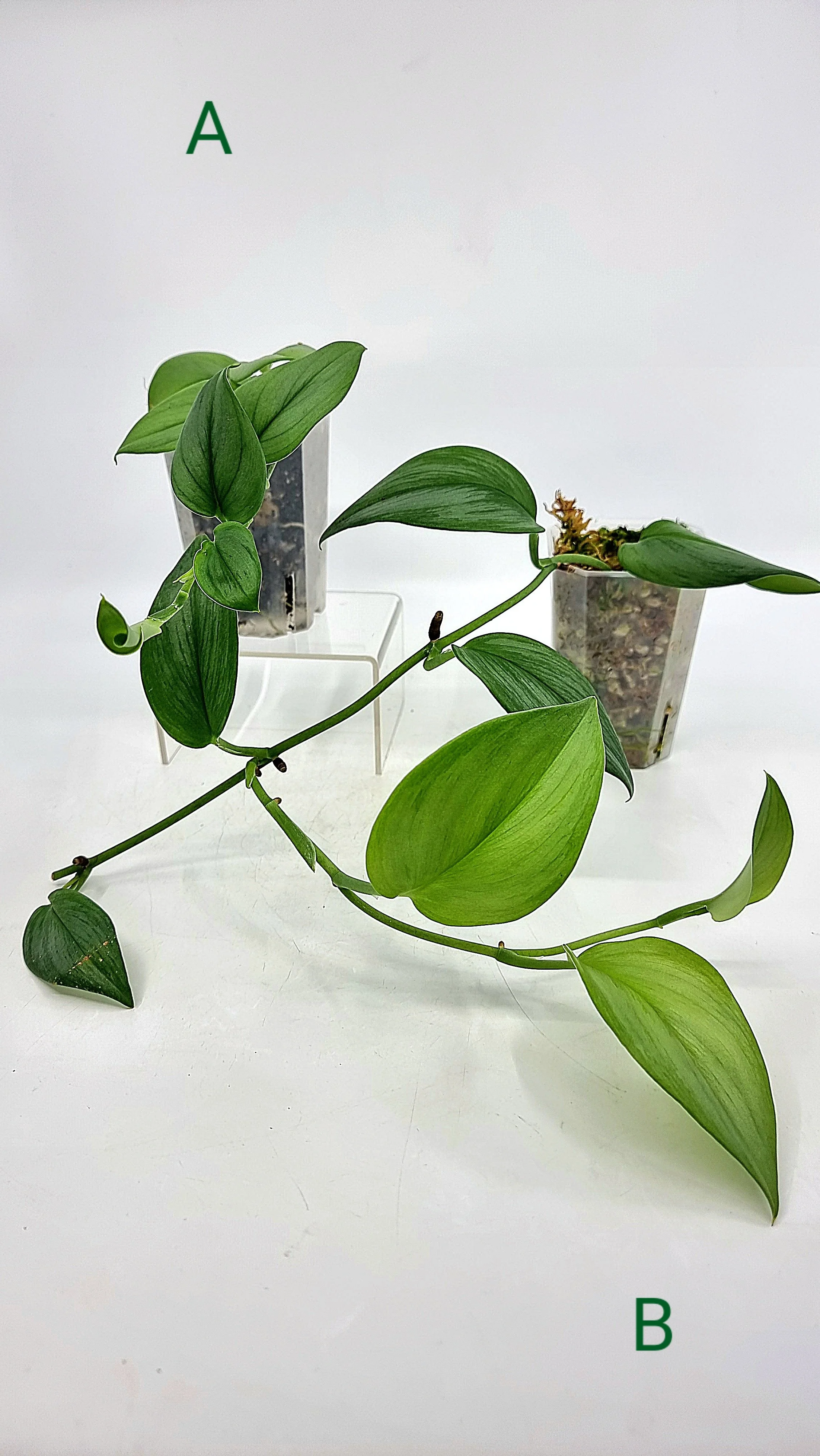 Scindapsus Treubii Moonlight — The Leaf Gallery