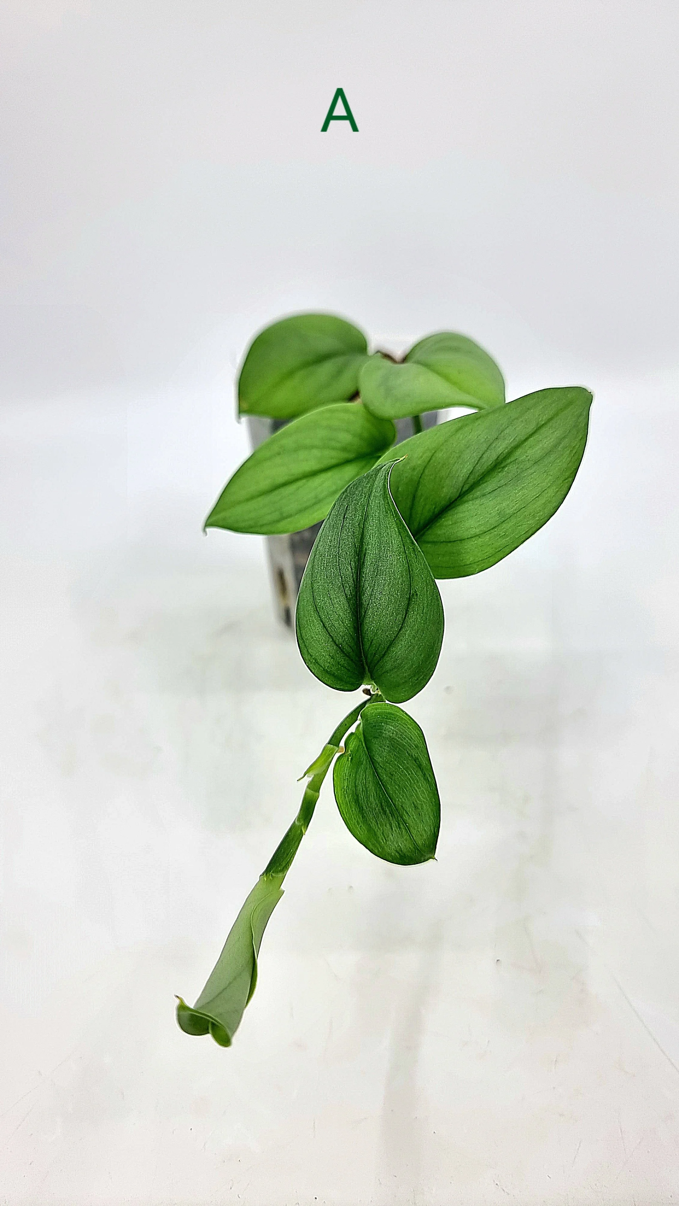 Scindapsus Treubii Moonlight — The Leaf Gallery