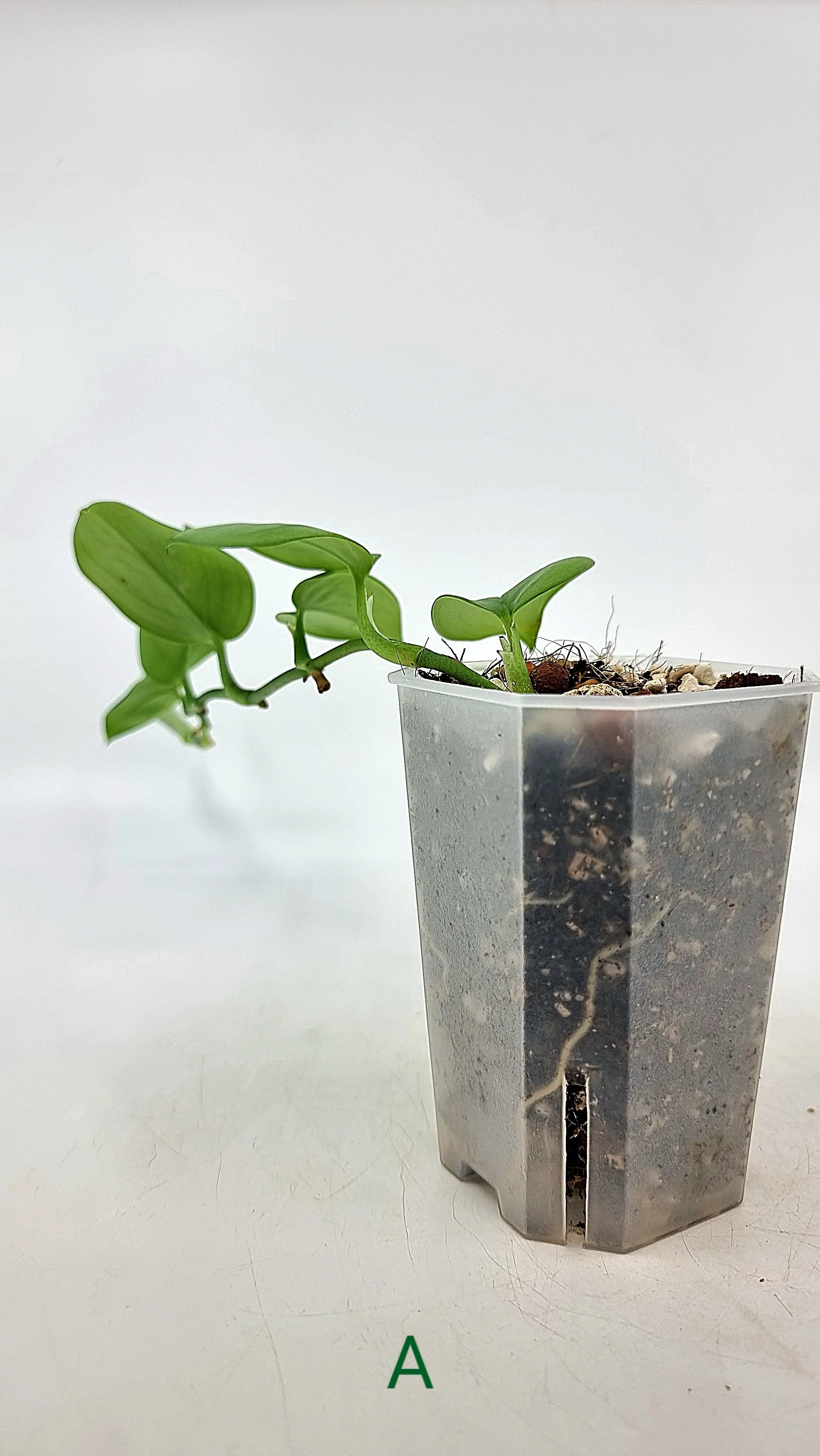 Scindapsus Treubii Moonlight — The Leaf Gallery