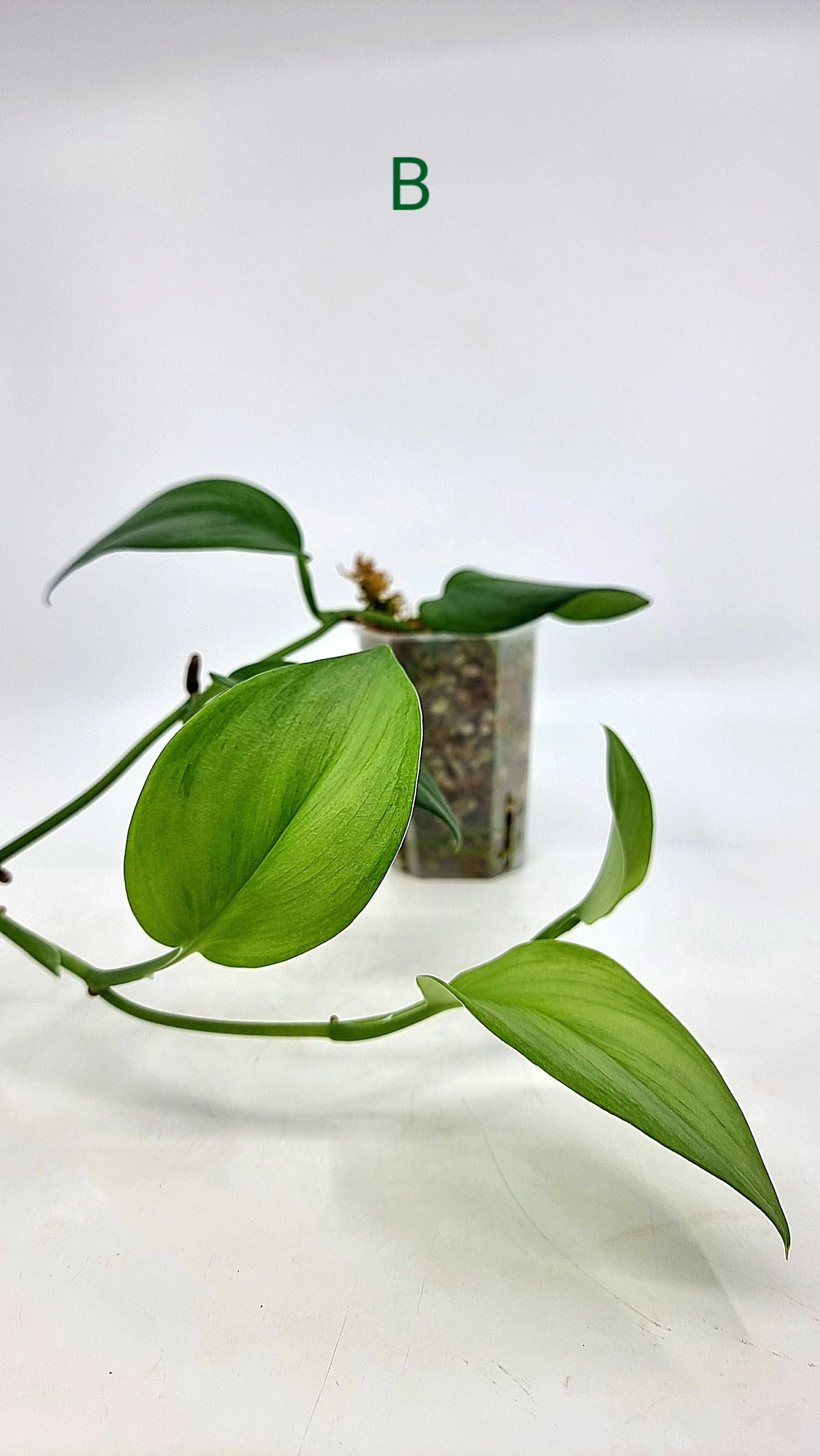 Scindapsus Treubii Moonlight — The Leaf Gallery