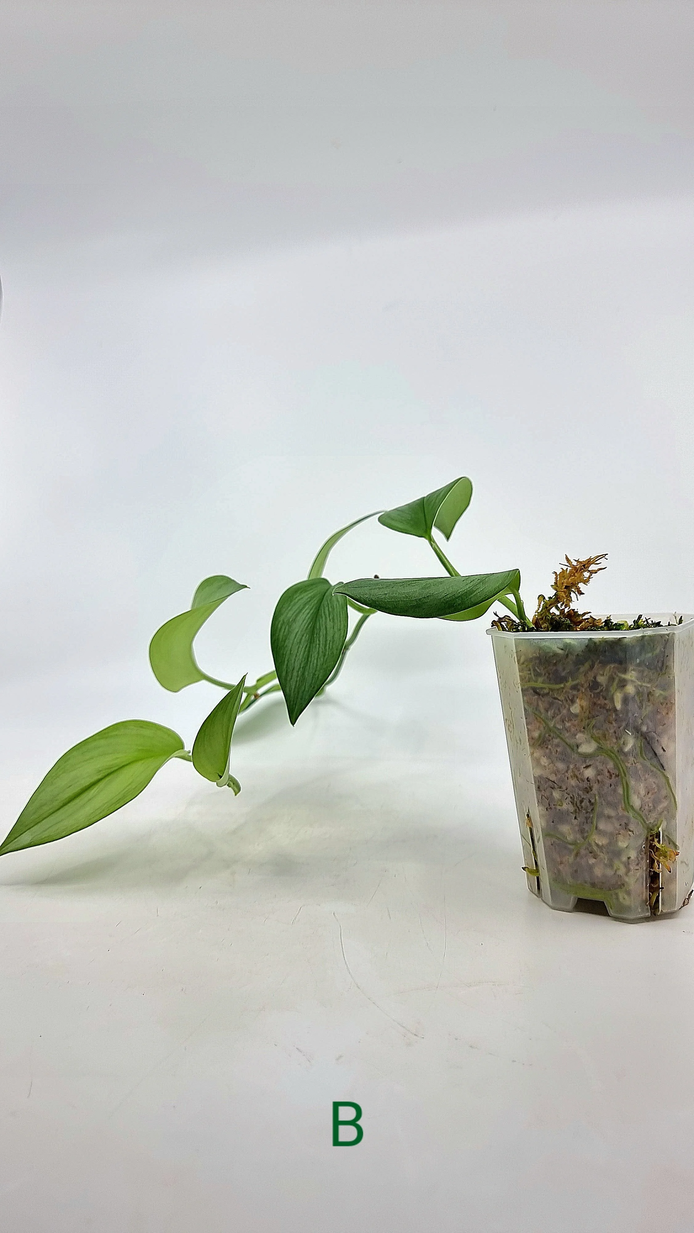 Scindapsus Treubii Moonlight — The Leaf Gallery