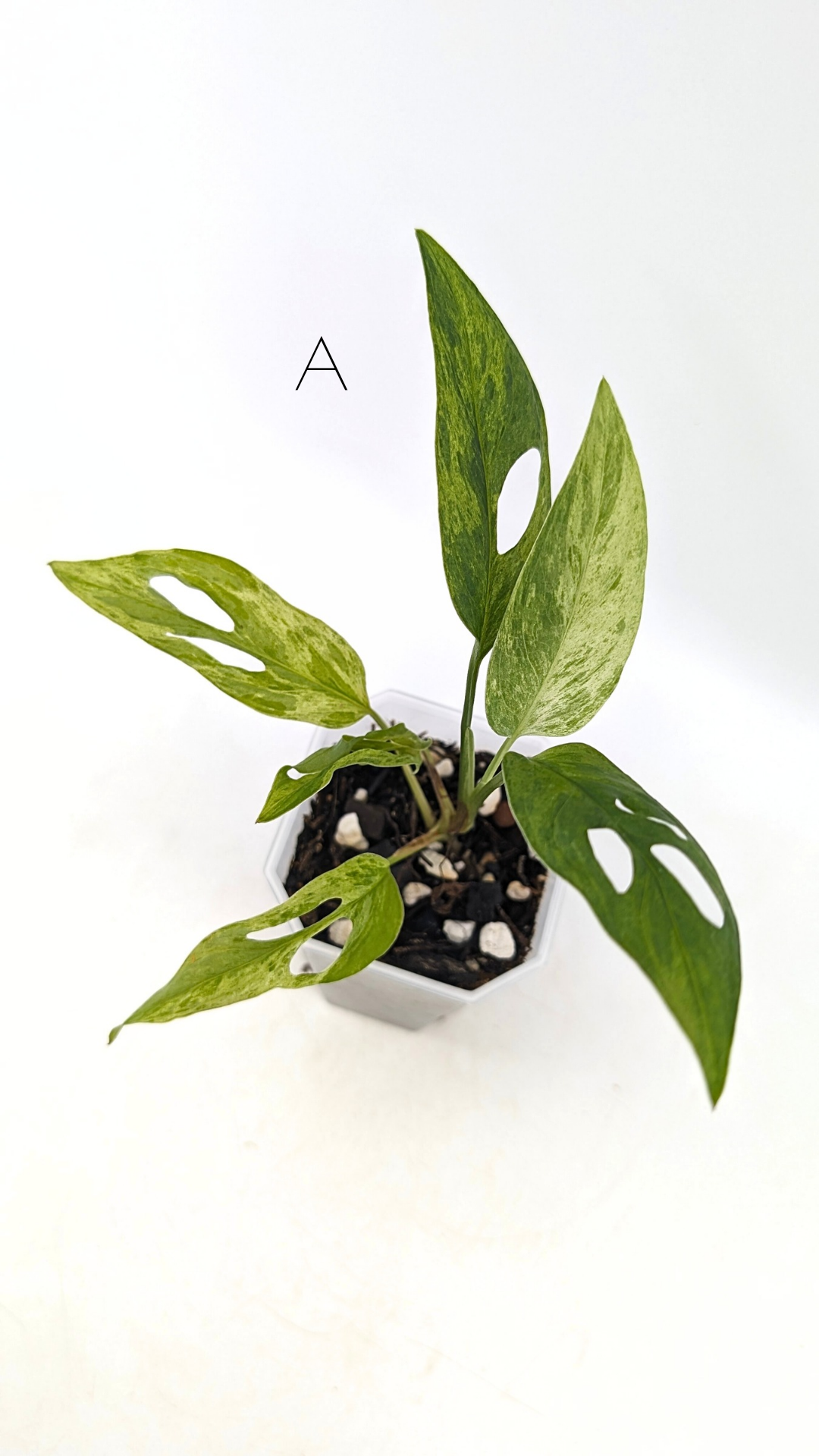 Monstera Adansonii Mottled Mint Varigation Indonesian Form — The Leaf ...