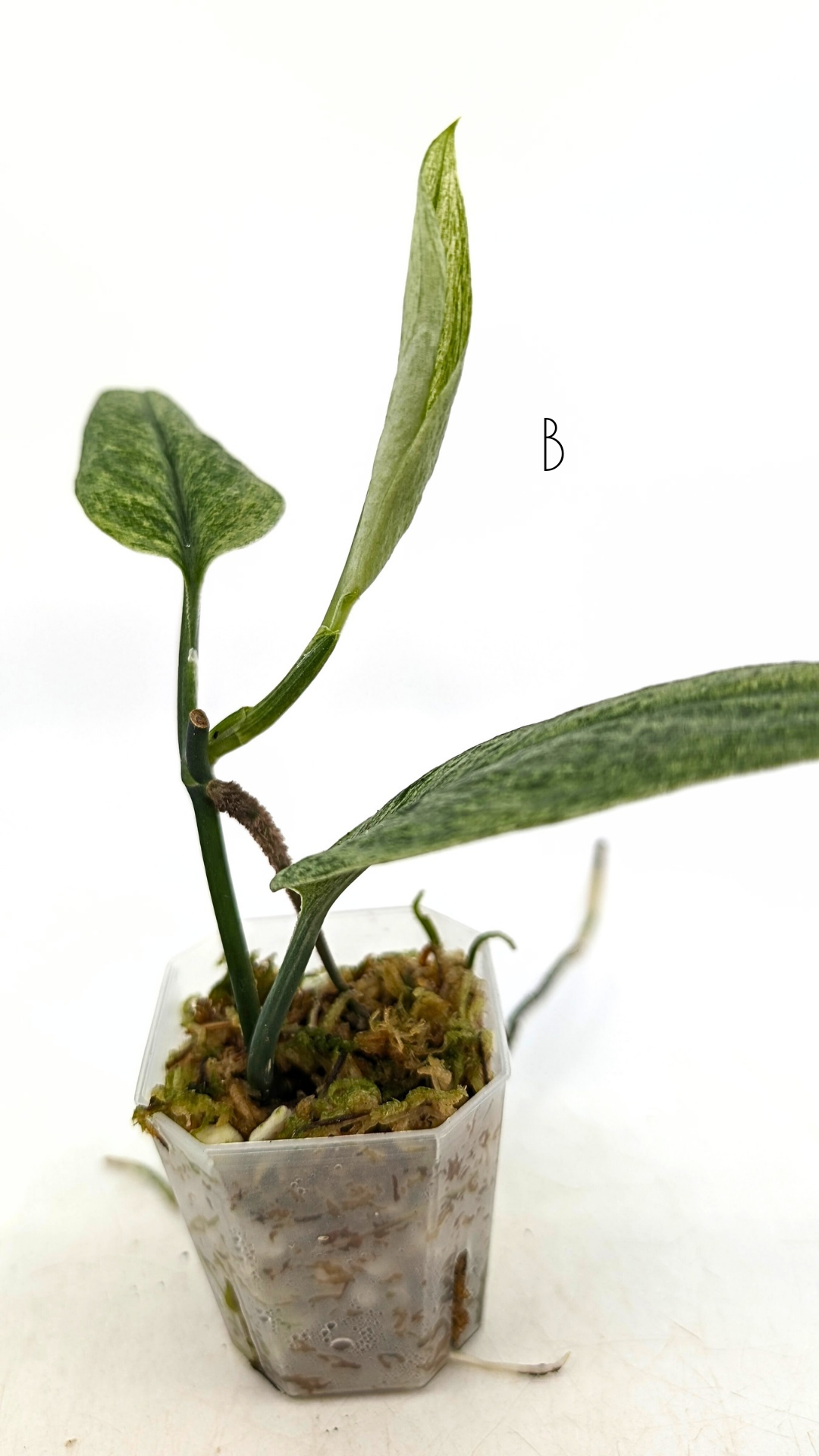 Scindapsus Treubii Moonlight Mint Varigated — The Leaf Gallery