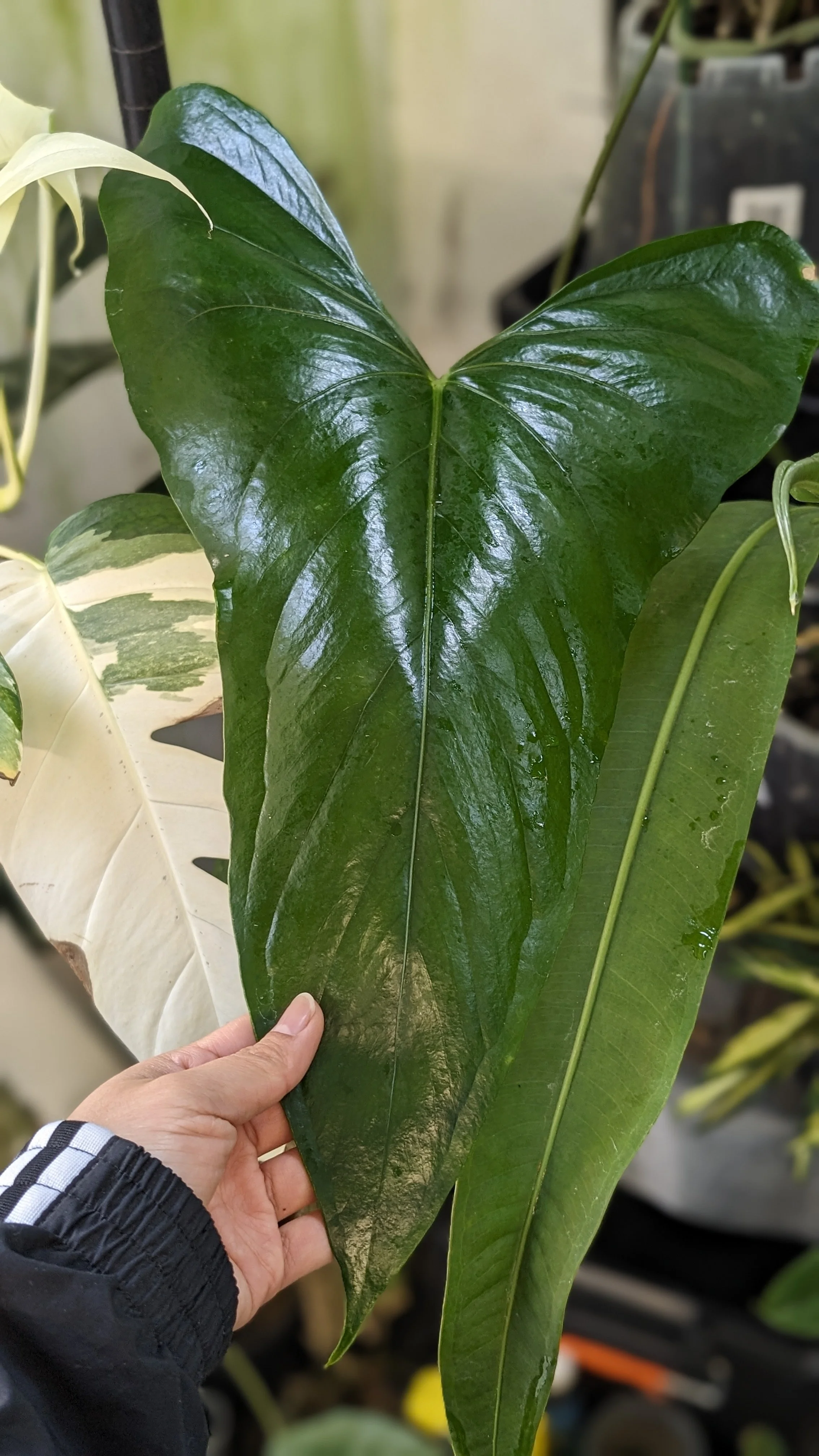 Anthurium Sp Napo — The Leaf Gallery