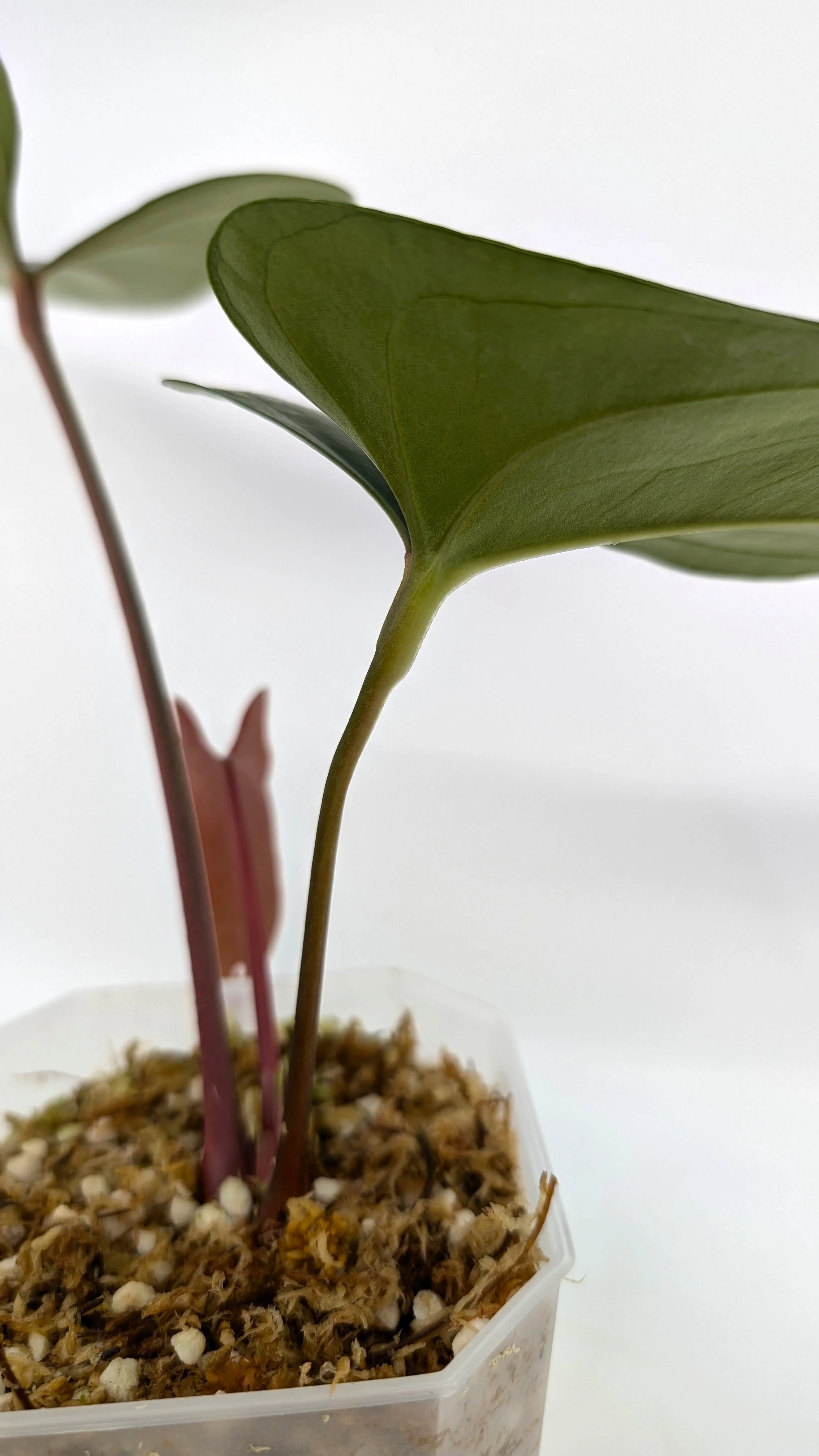 Anthurium Sp Napo — The Leaf Gallery
