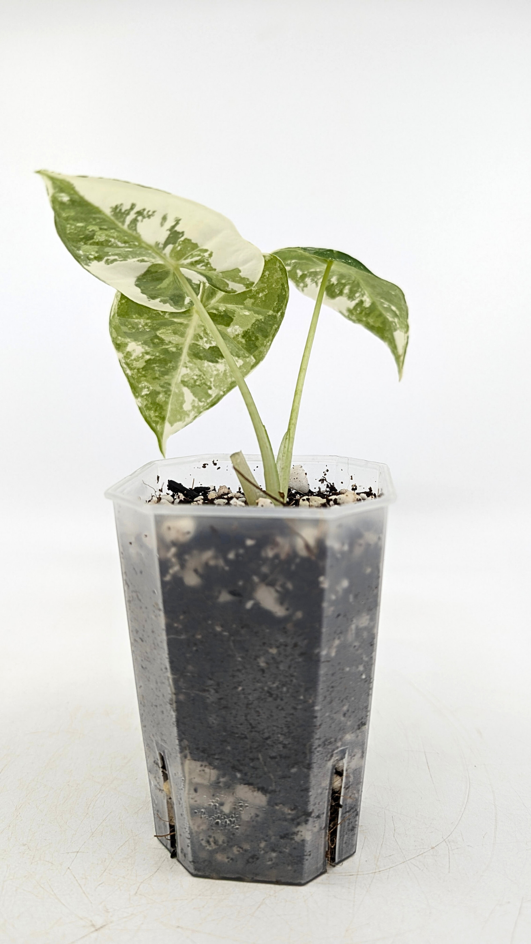 Alocasia Frydek Variegated — The Leaf Gallery