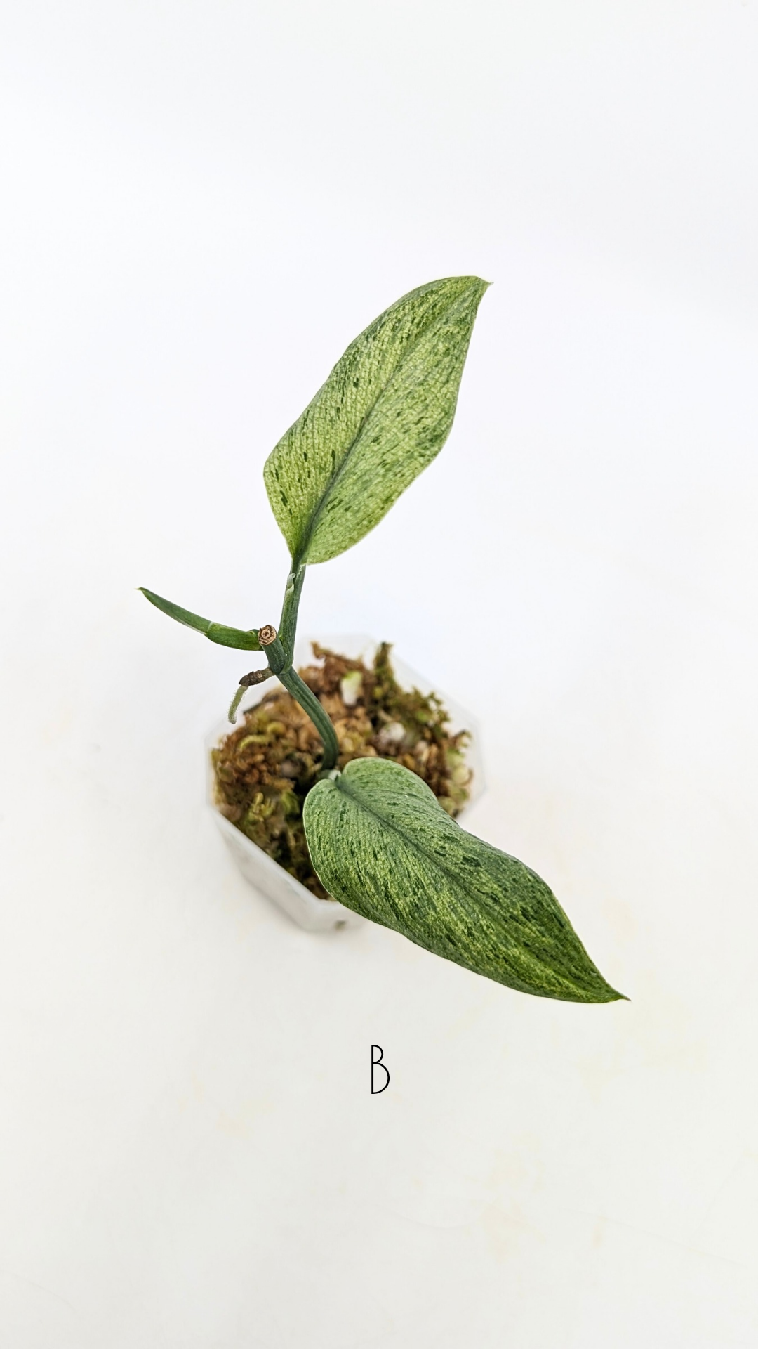 Scindapsus Treubii Moonlight Mint Varigated — The Leaf Gallery